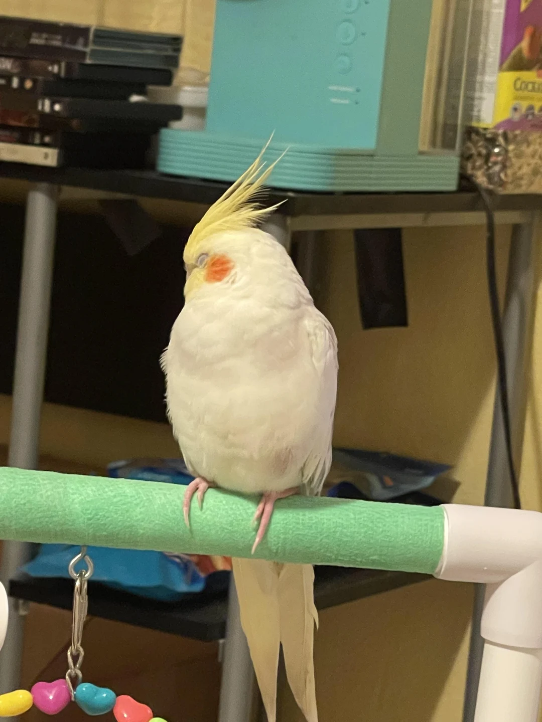 sleepy birb | Scrolller