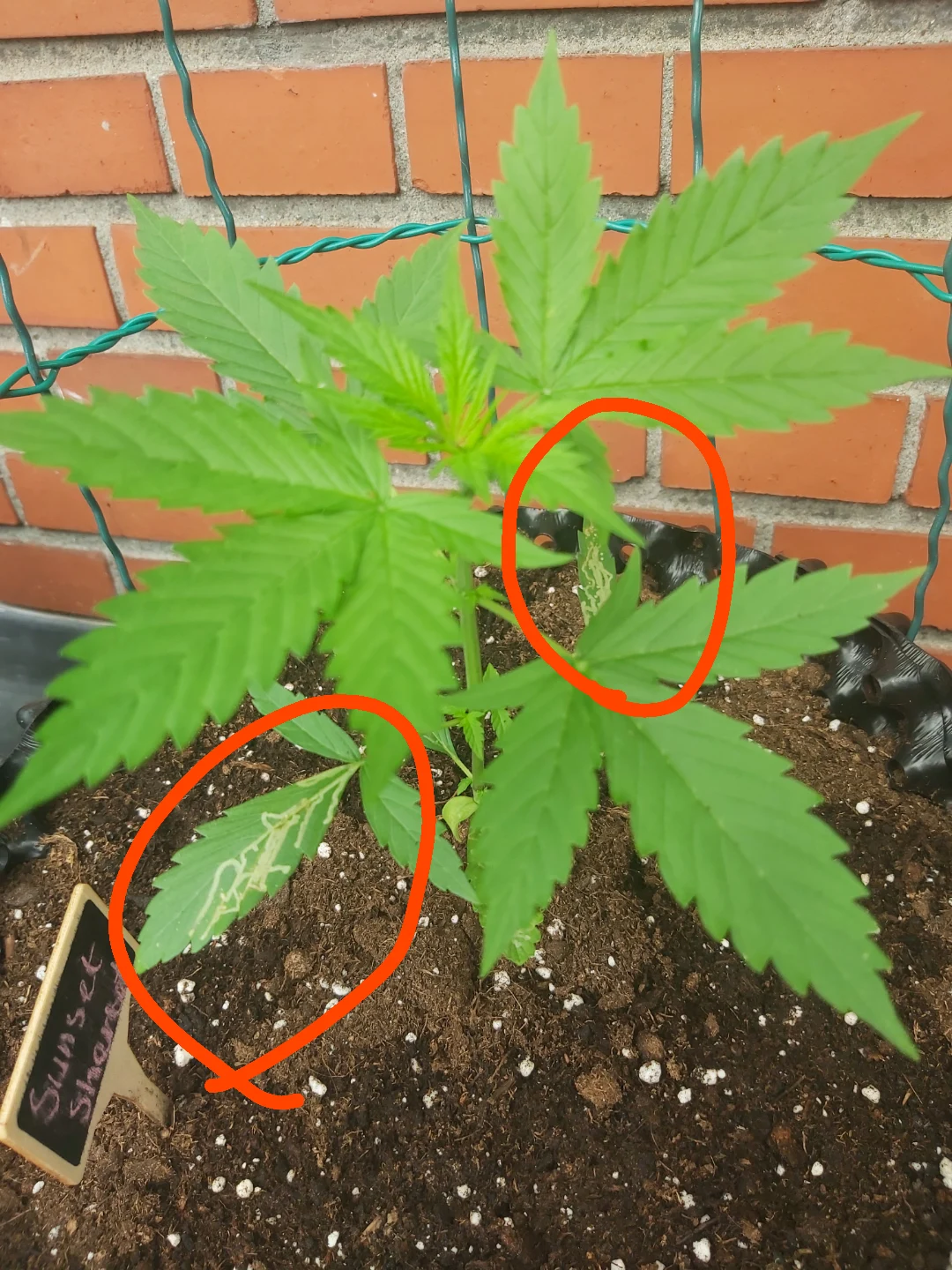 What is this on my plant | Scrolller