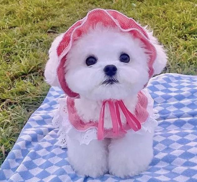 Little Red Cap! | Scrolller