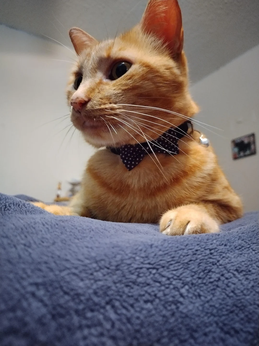 A distinguished gentleman | Scrolller