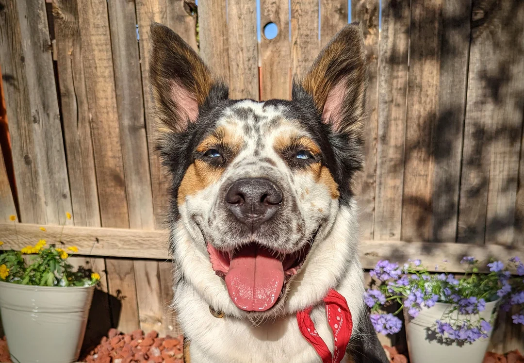 Cora being a pretty derp in the sun. | Scrolller