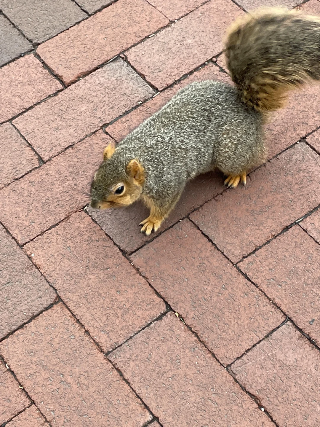 he’s actually one of the thinner squirrels on campus | Scrolller
