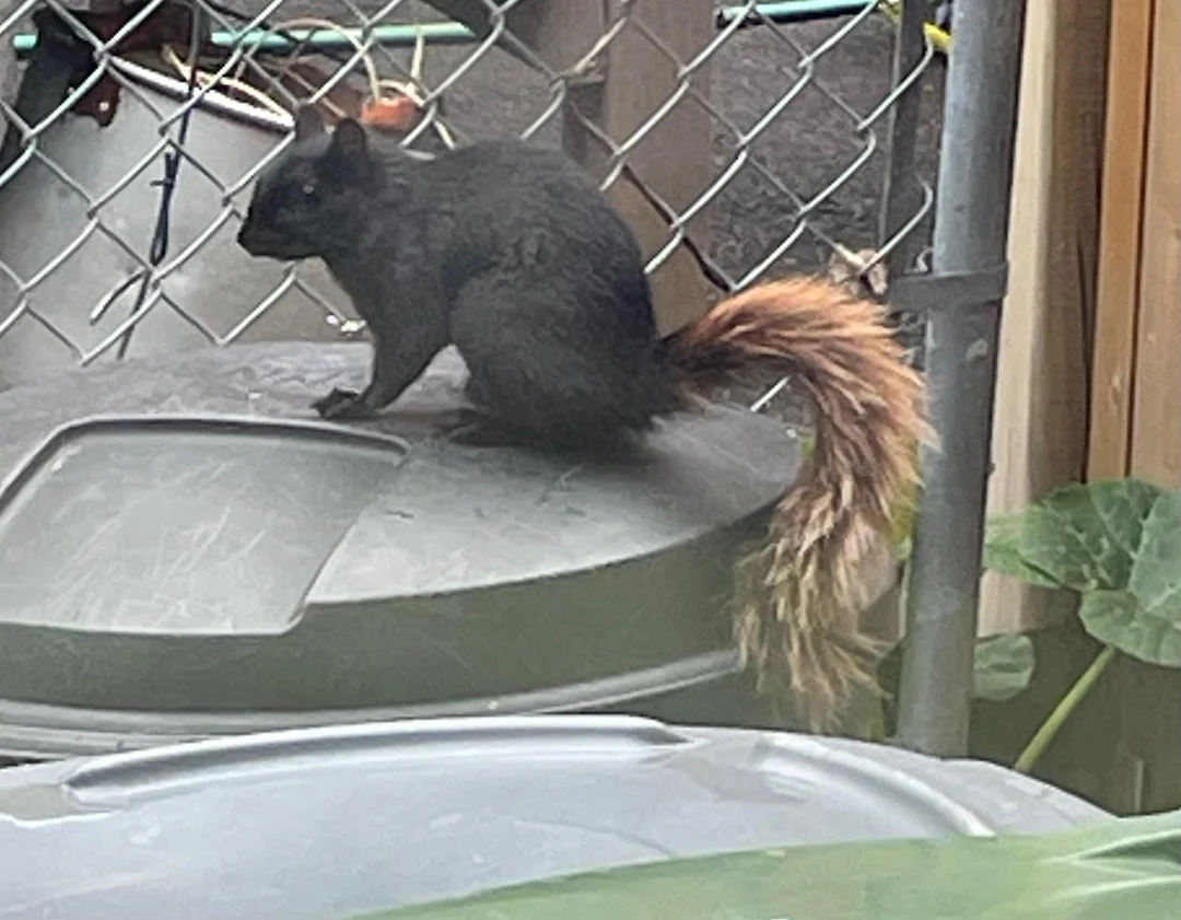 Discover more like Squirrels: Is this due to cross-breeding or is it just a bit blonde? Or maybe ...