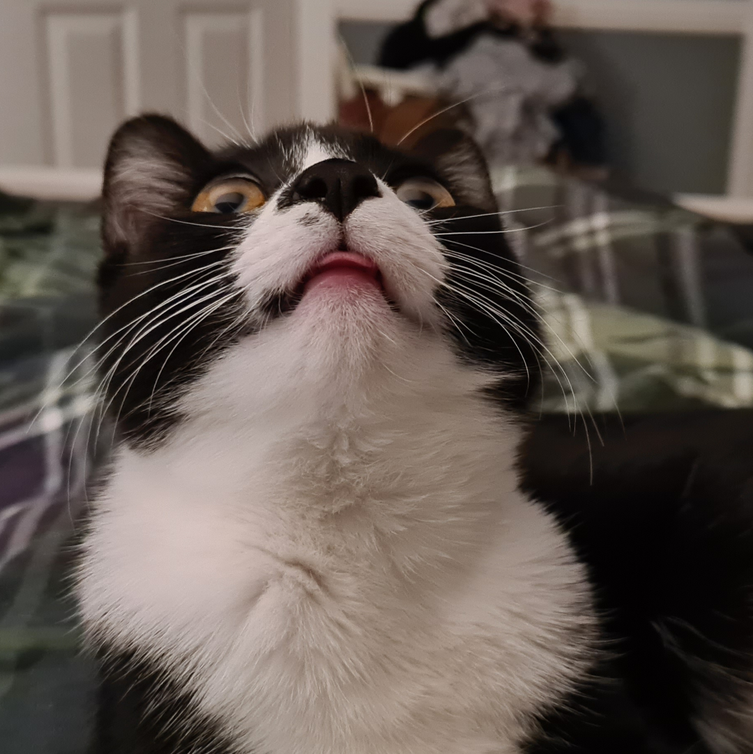 Late night blep | Scrolller