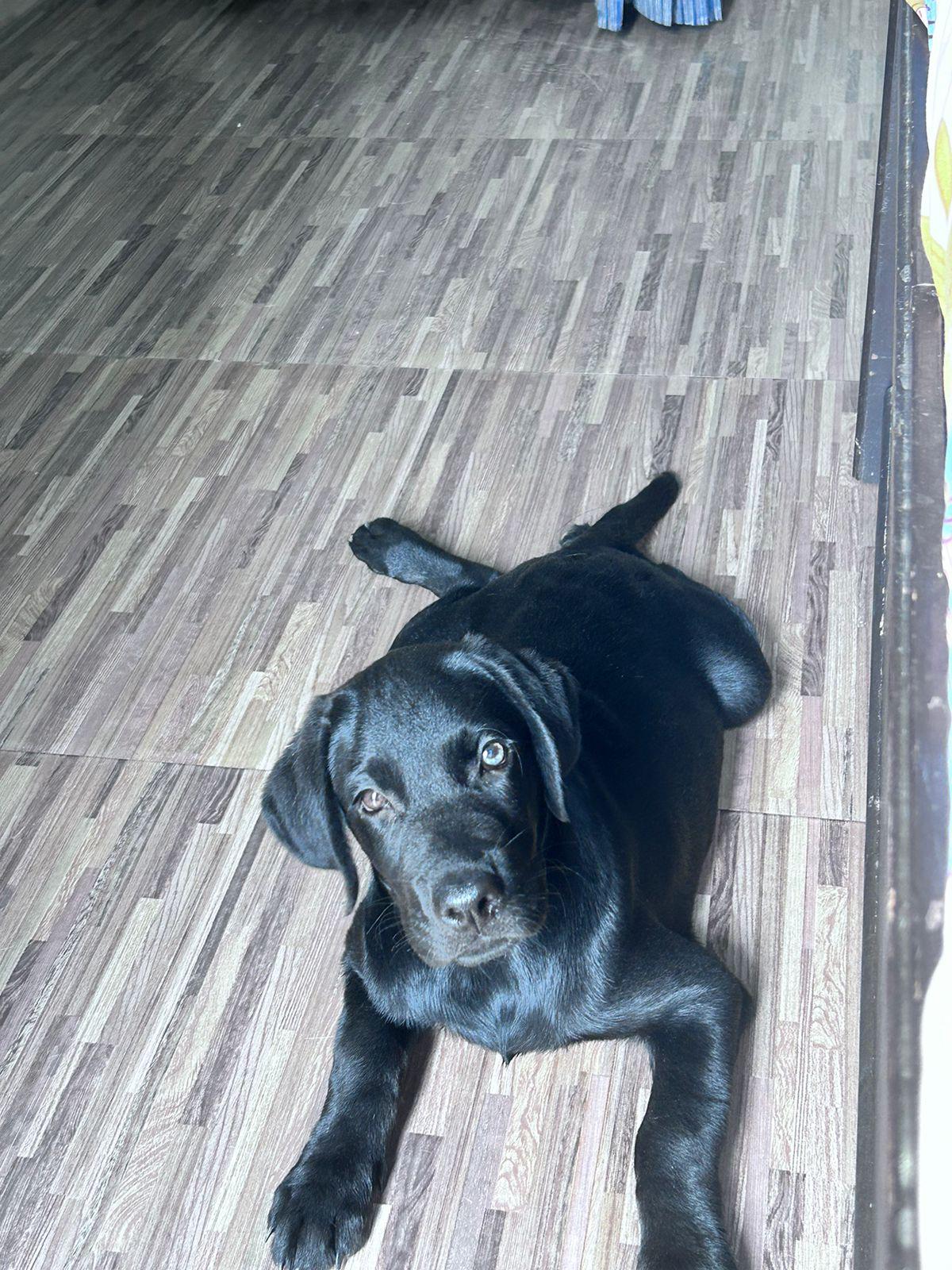 Ever seen a lab with heterochromatic eyes? Well meet Max! | Scrolller