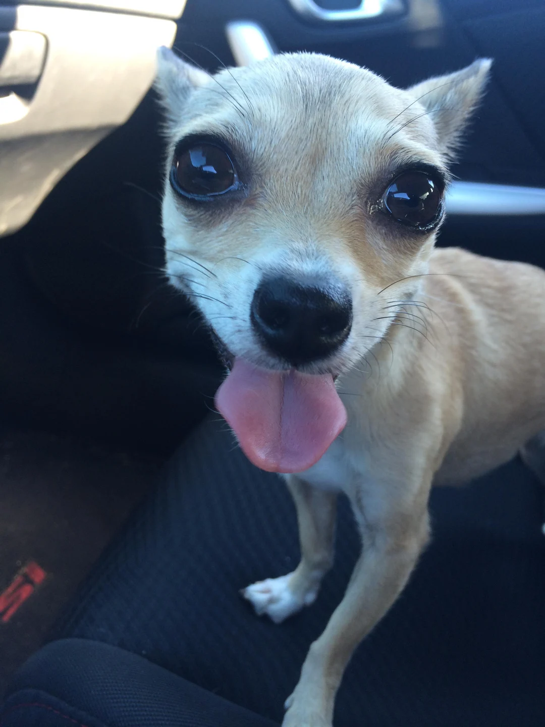 Why is my derpy dog making this face? Are her eyes supposed to be watery? | Scrolller