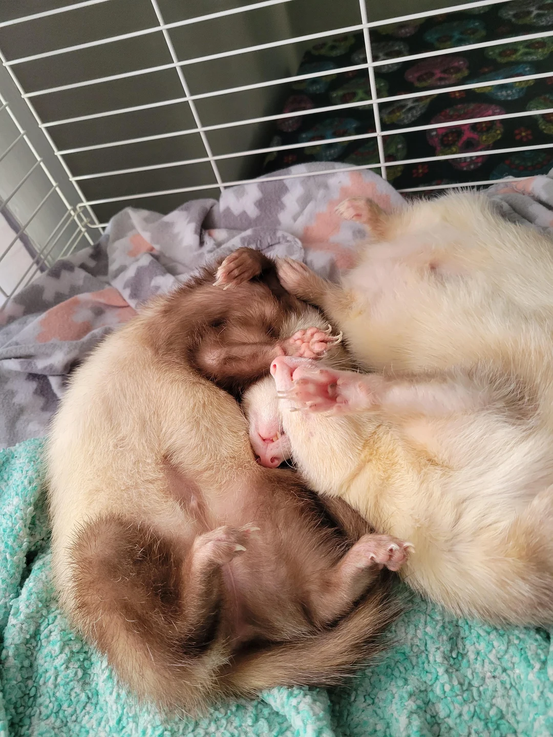 Appa & Pabu are all tuckered out after their 5 hour playtime. | Scrolller