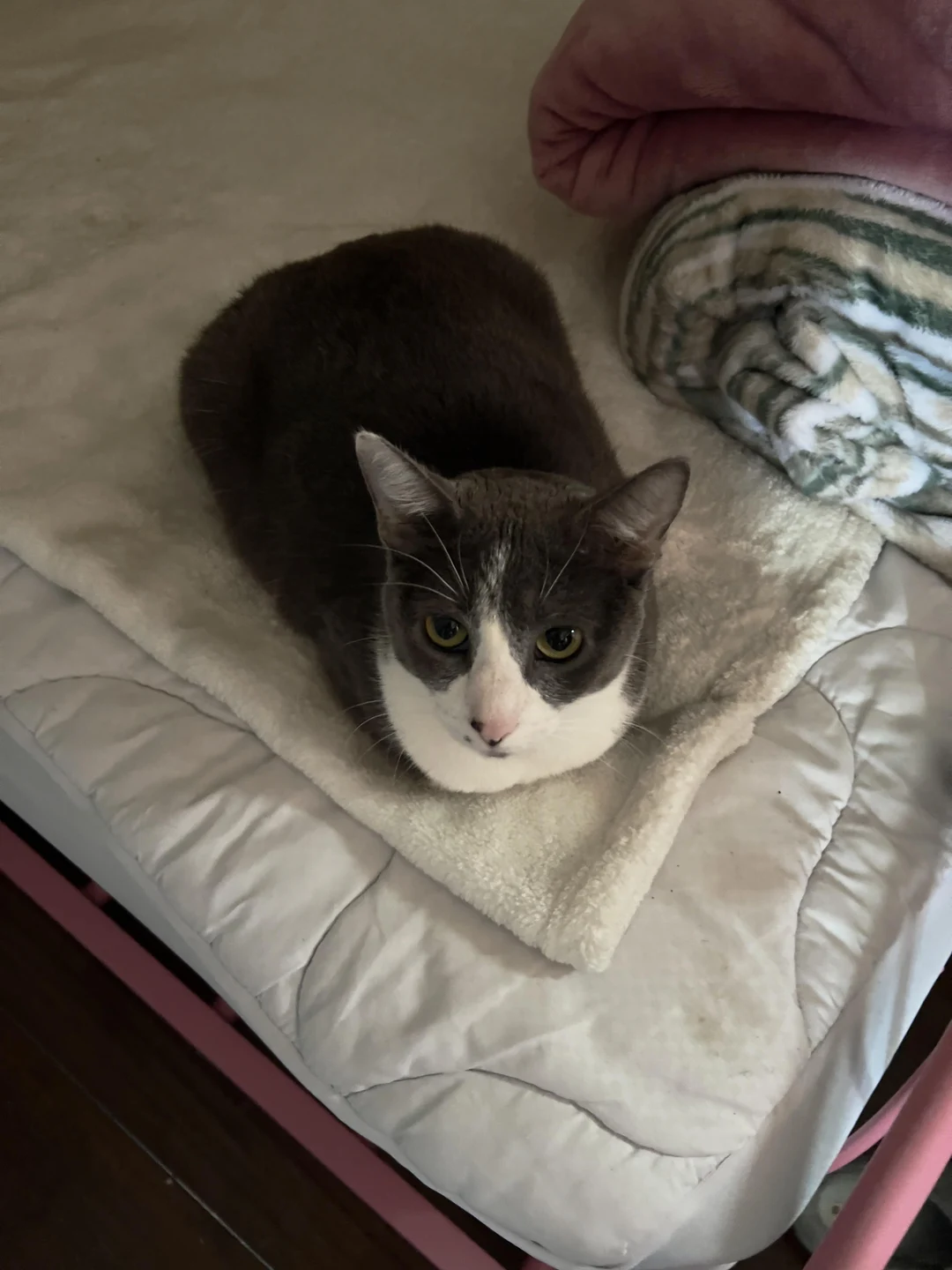 Ellie finally made a perfect loaf! :3 | Scrolller