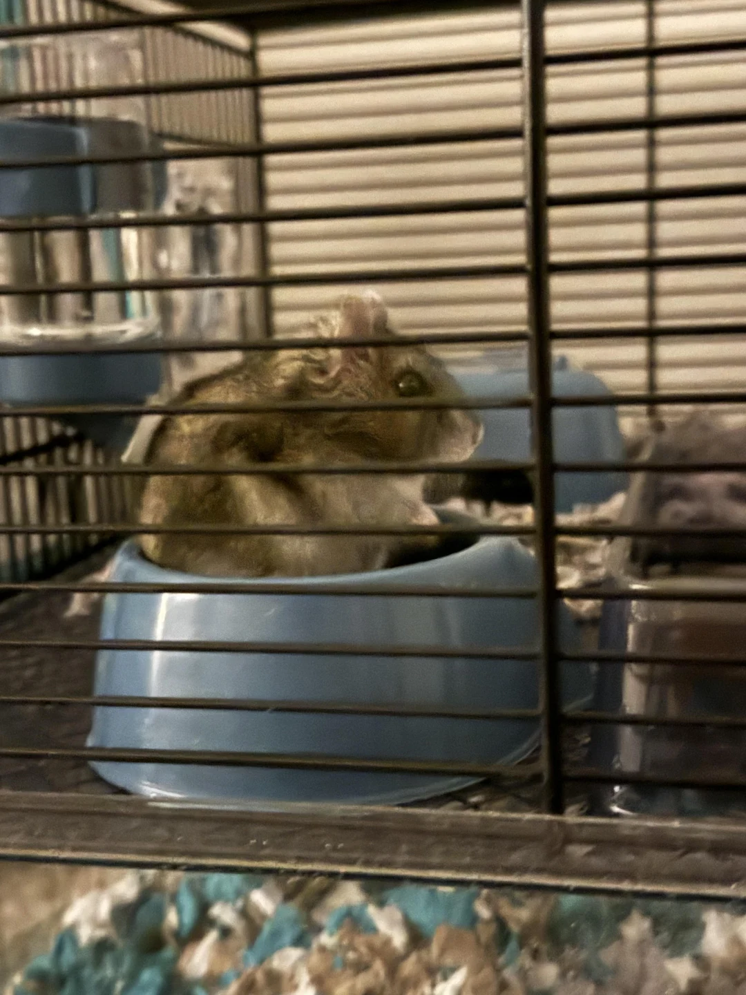 I want to make sure my new hamster is as happy and as comfortable as possible | Scrolller