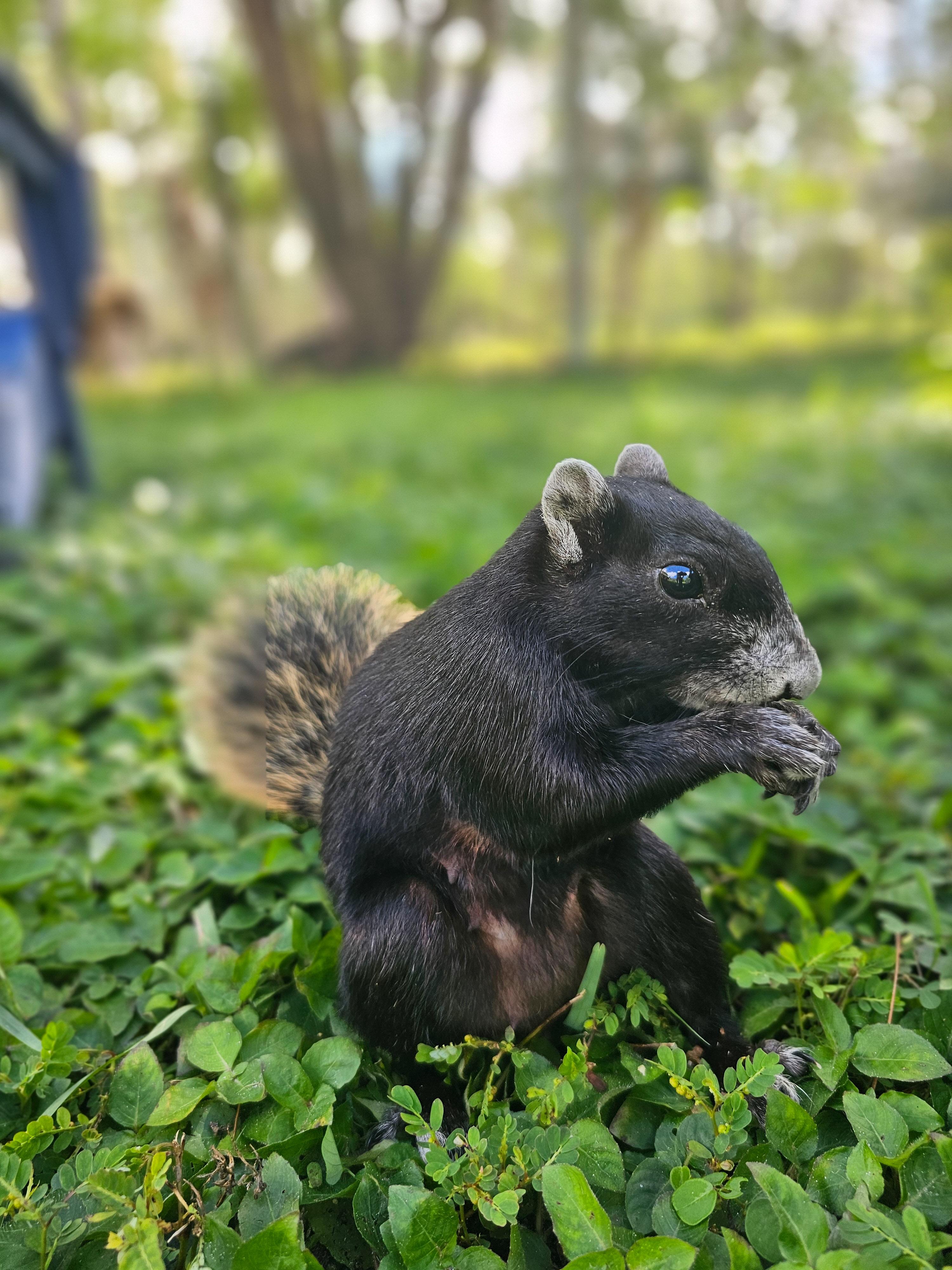 Drama Queen | Scrolller