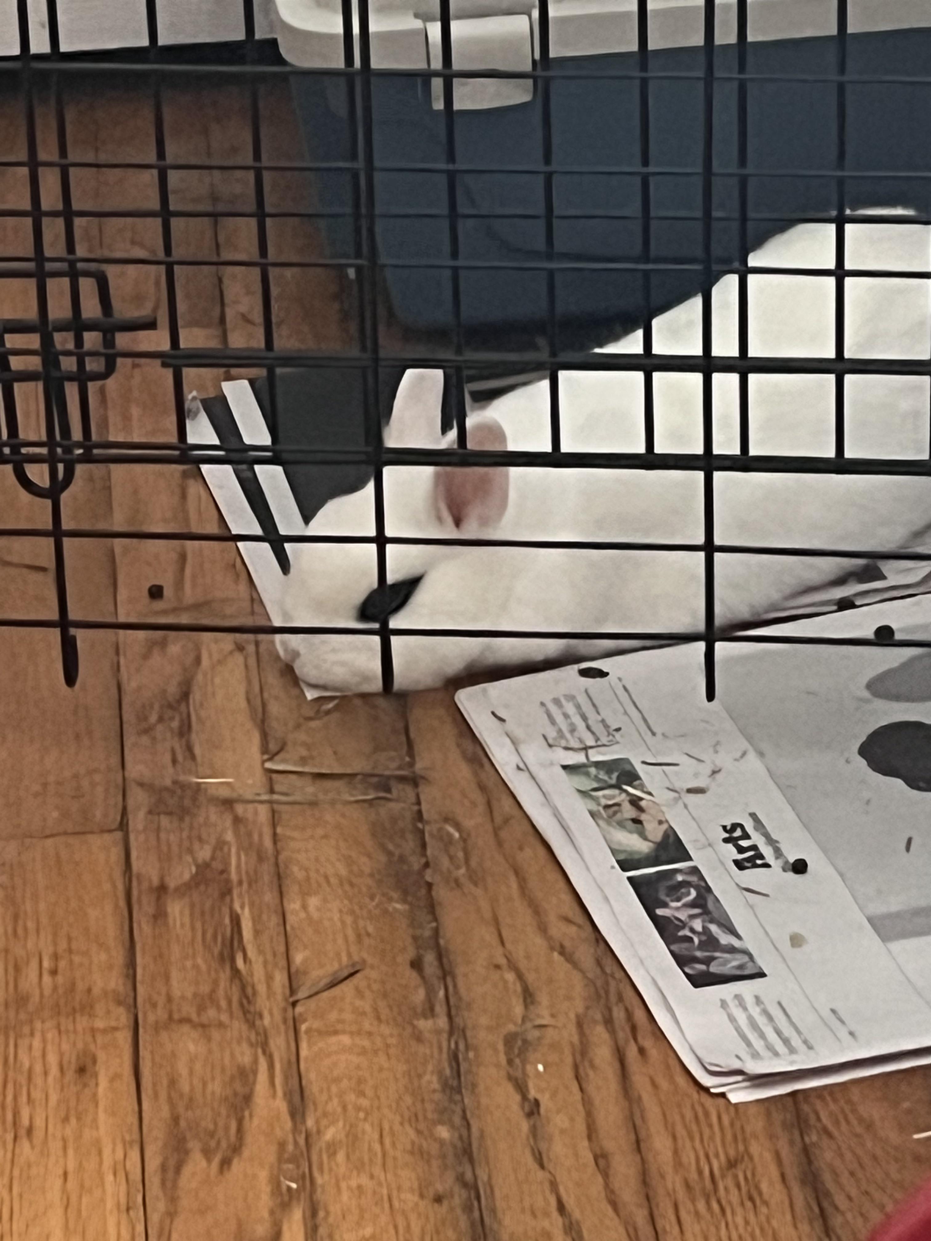 Discover more like Rabbits: Why do my rabbits jump when I walk in the ...