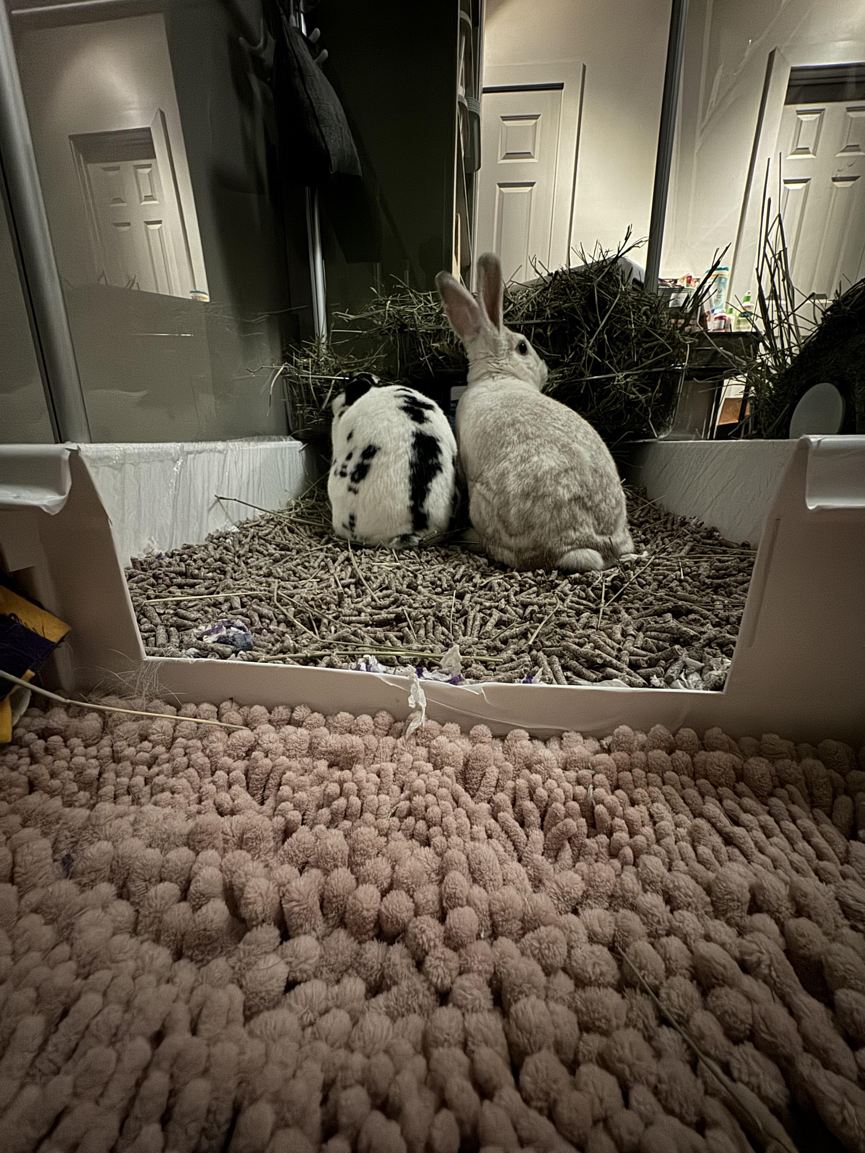 Discover more like Rabbits: Prefect Litter Box For LARGE Tripods! and Related Content | Scrolller