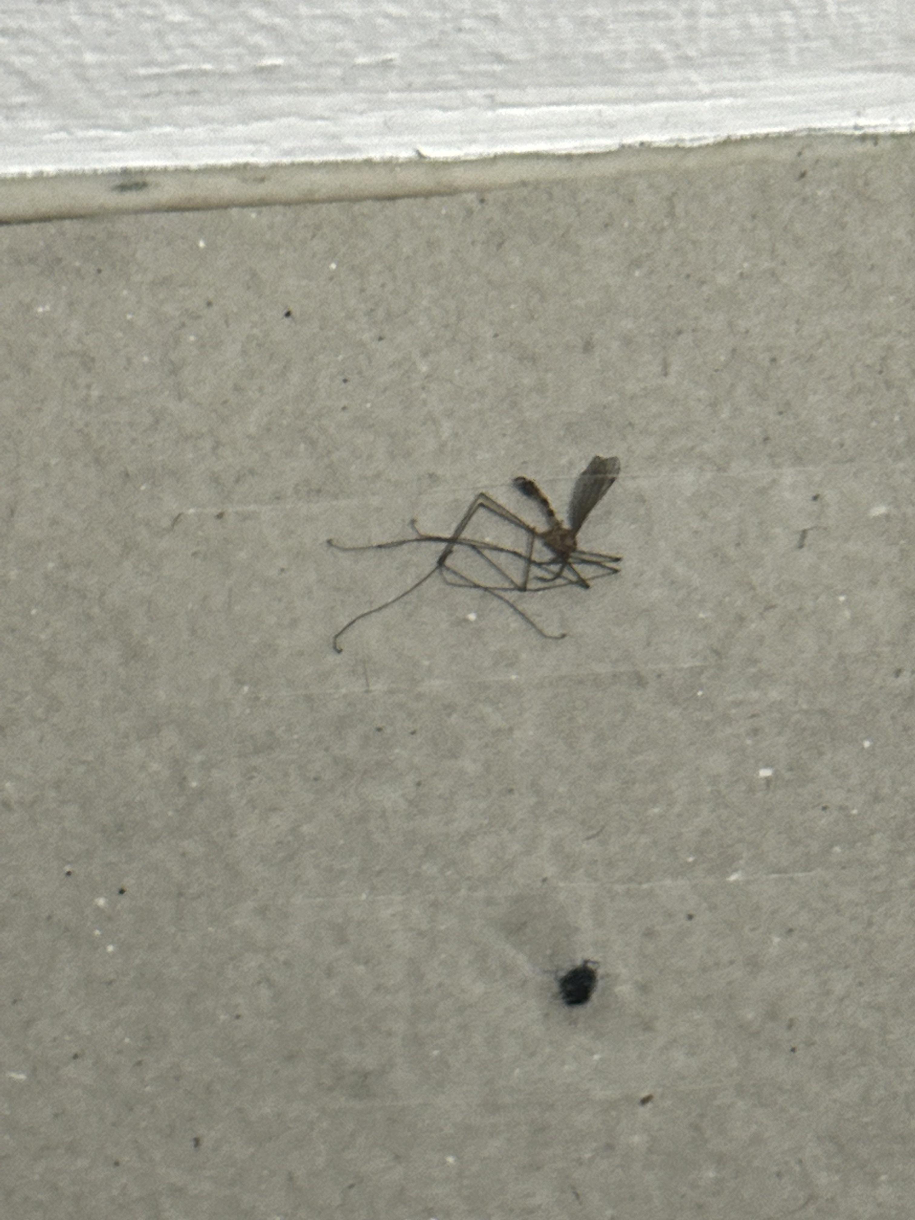 What insect is this? | Scrolller