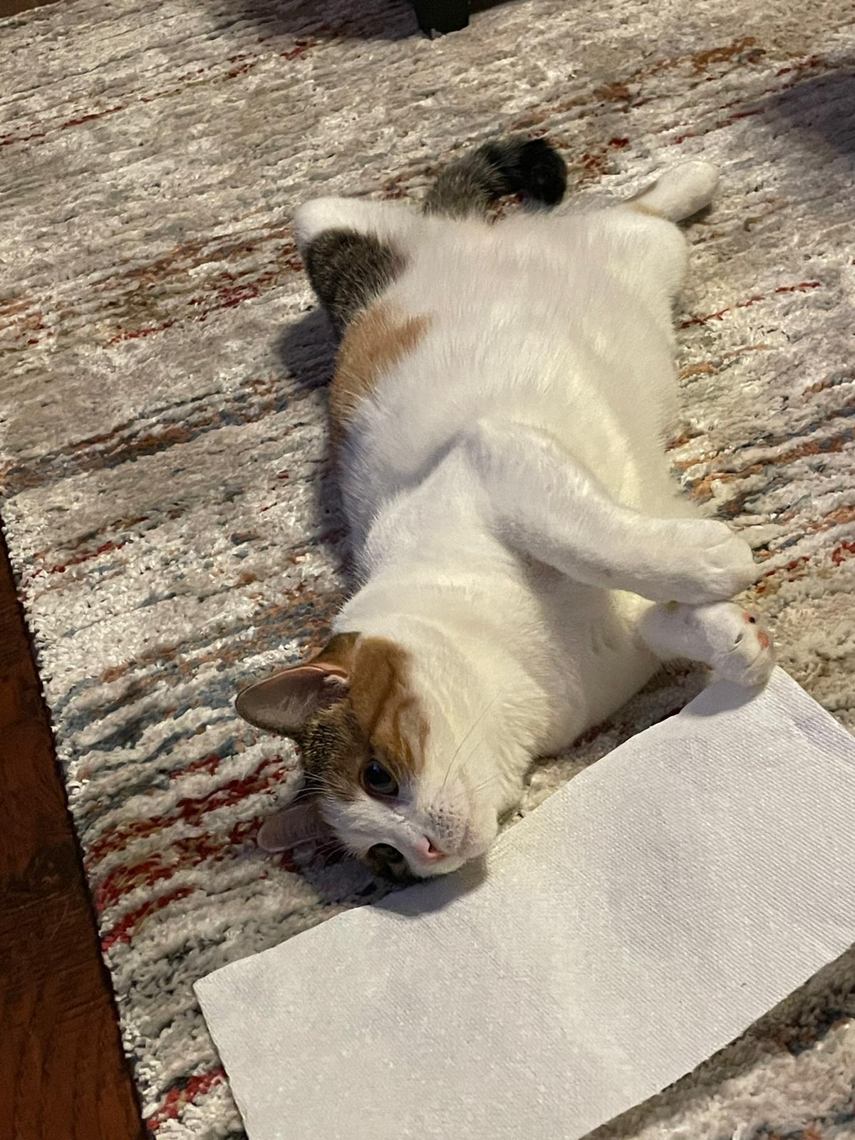 I dare you to belly rub | Scrolller