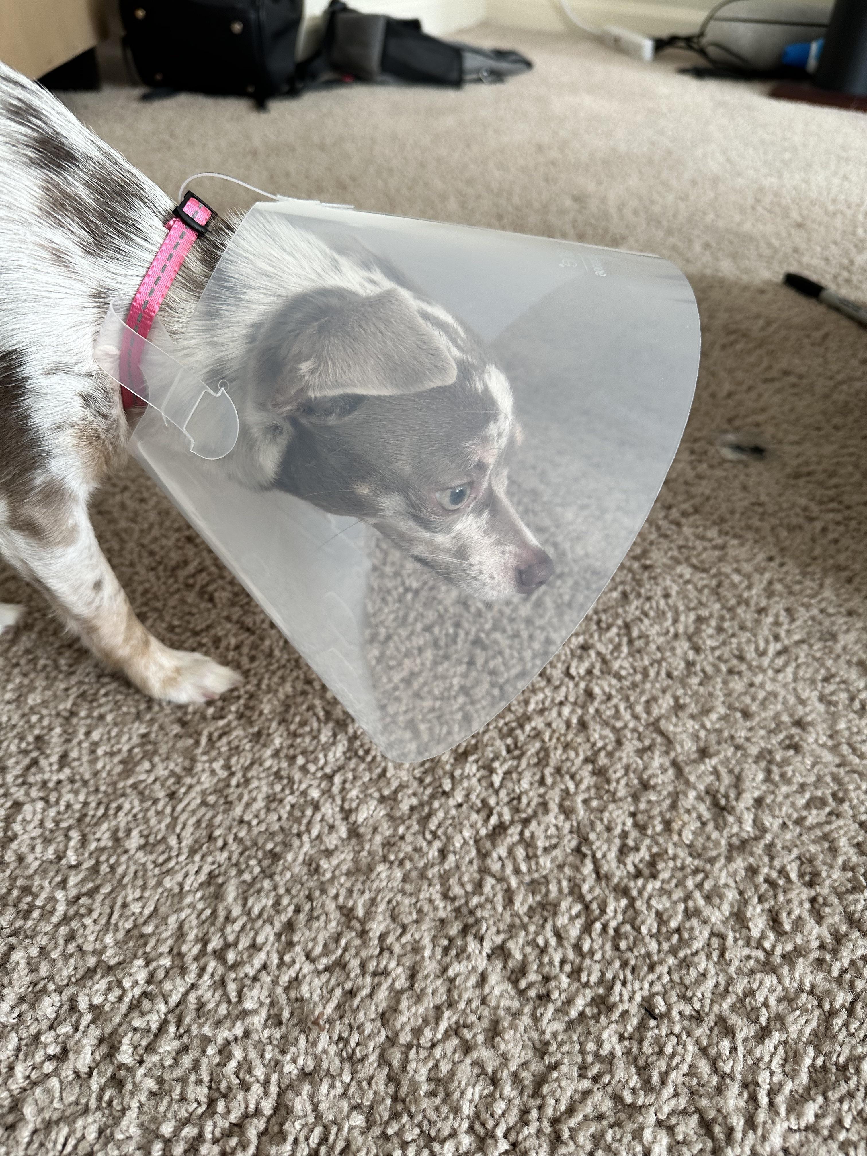 Is her cone too big? | Scrolller