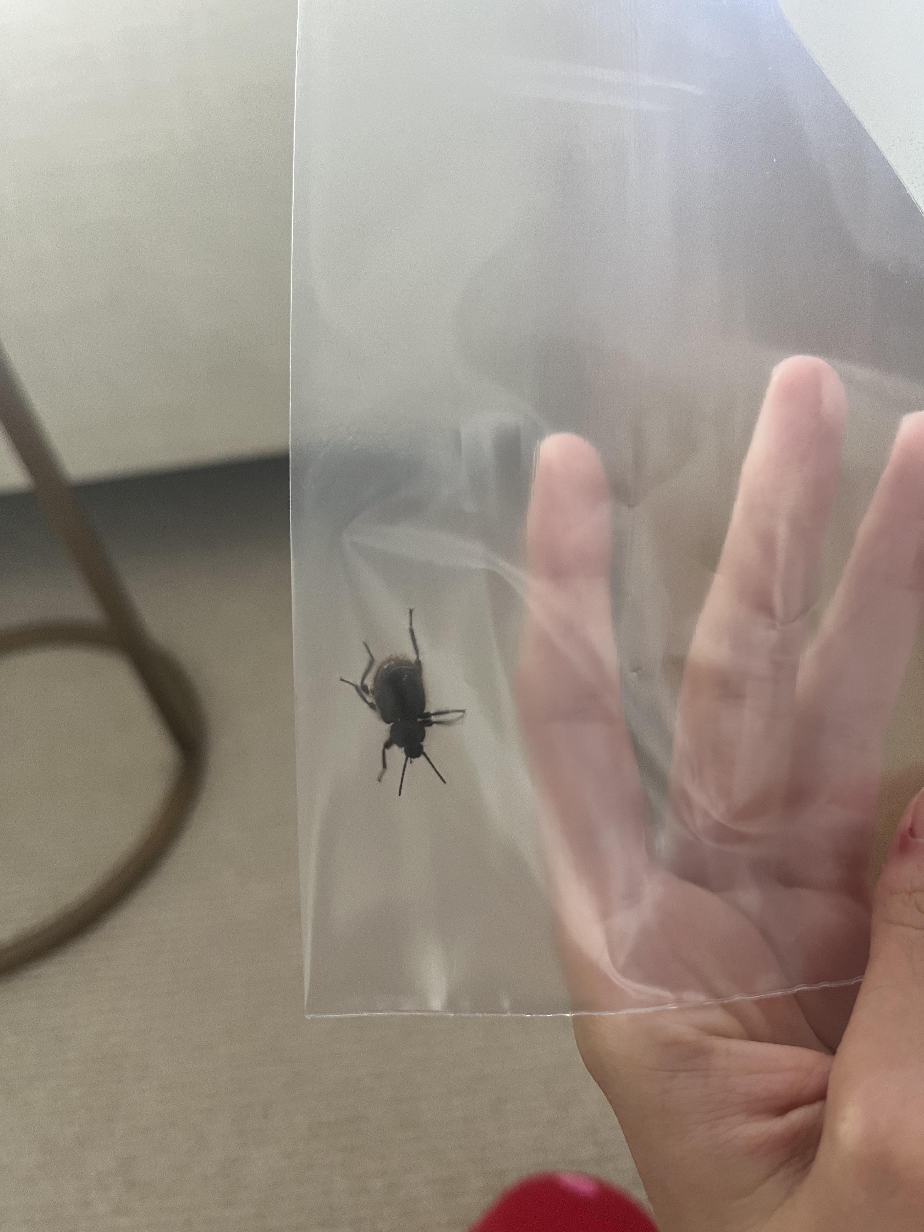 Is this a tick? | Scrolller