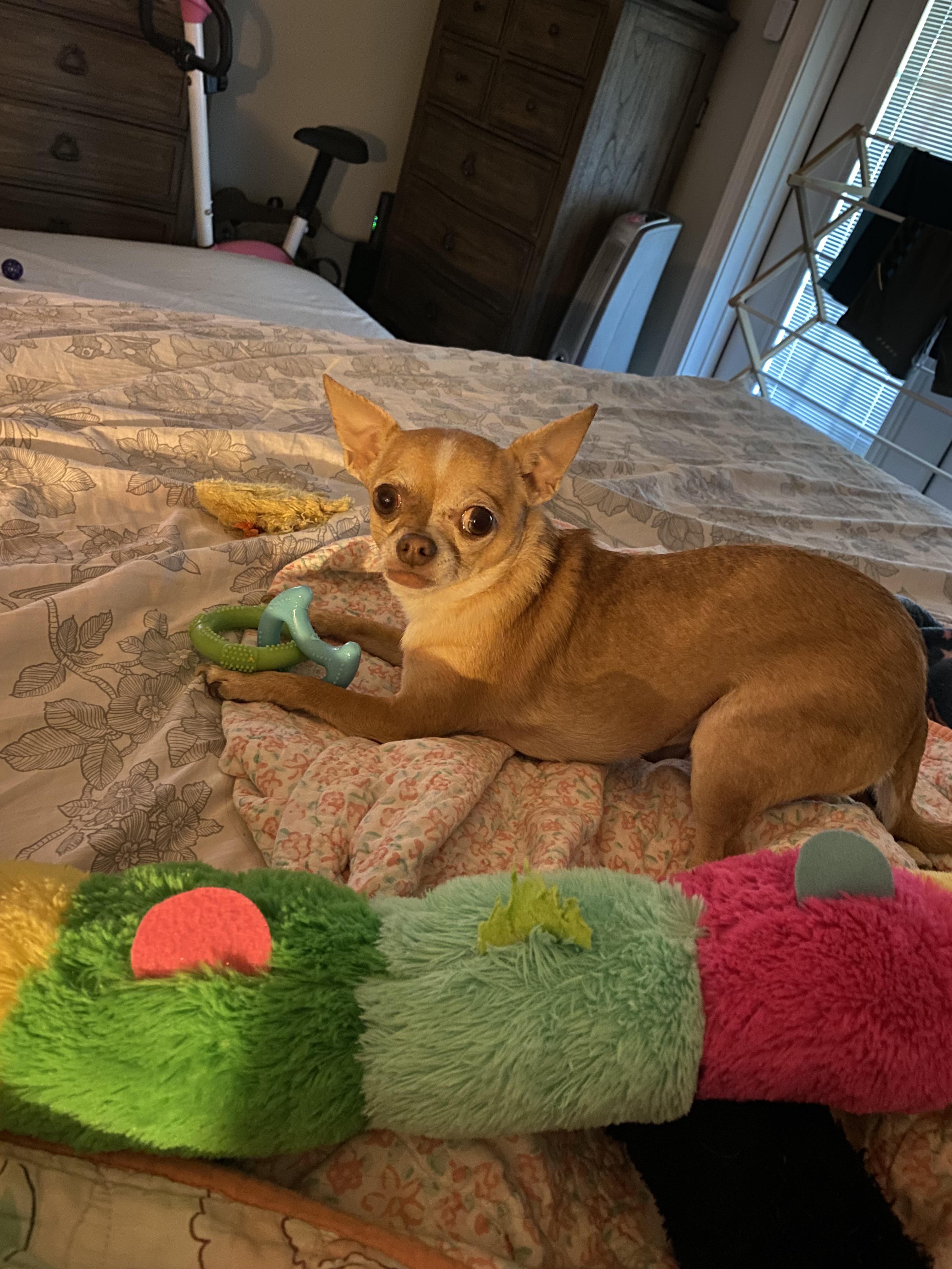 Little Penelope | Scrolller