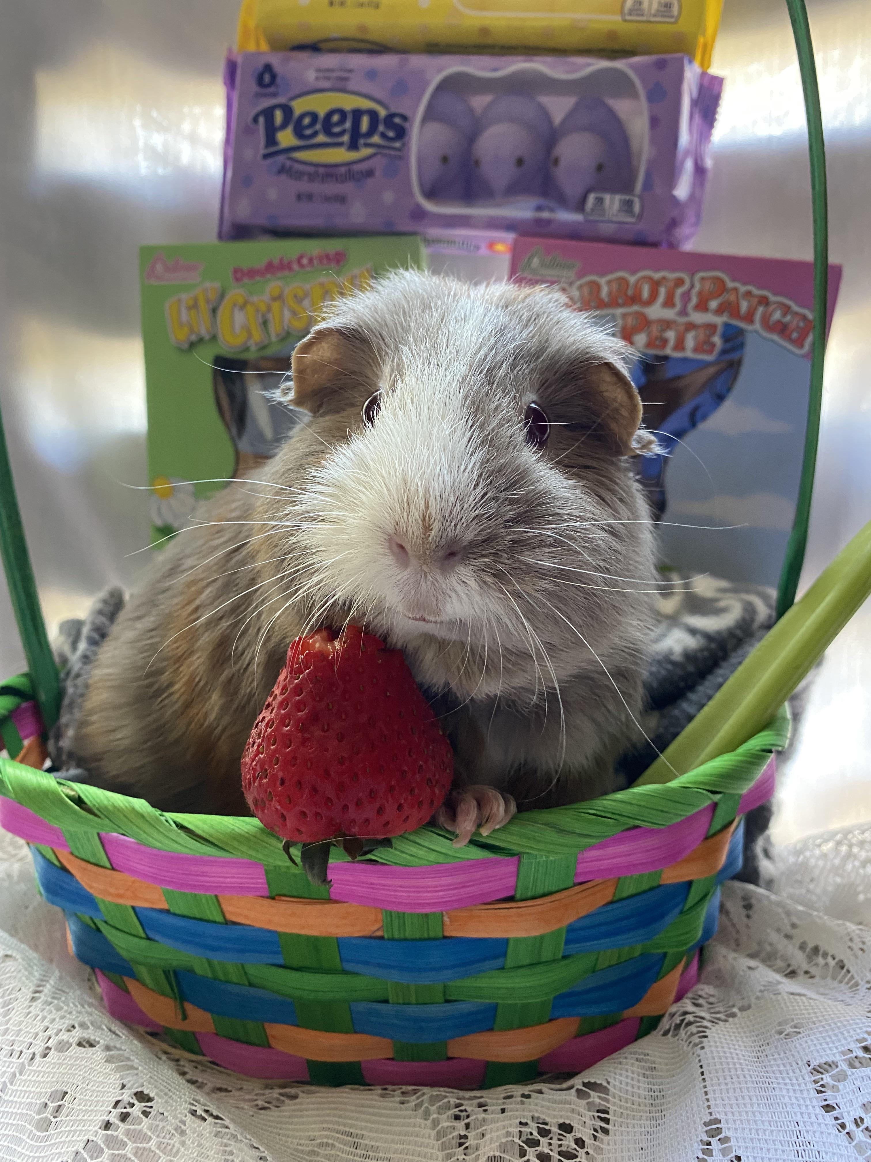 Happy Spring! | Scrolller