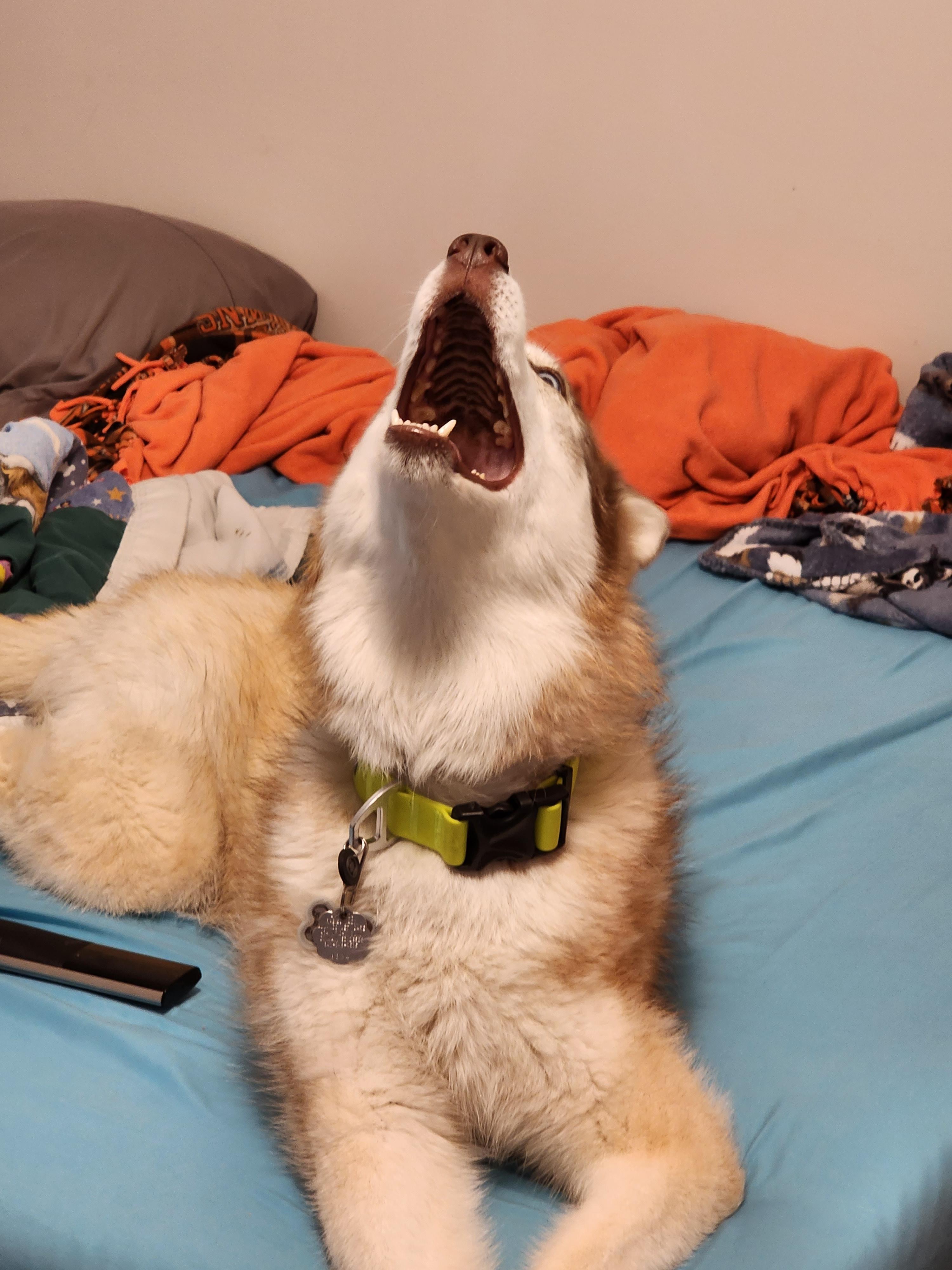 Husky screams | Scrolller