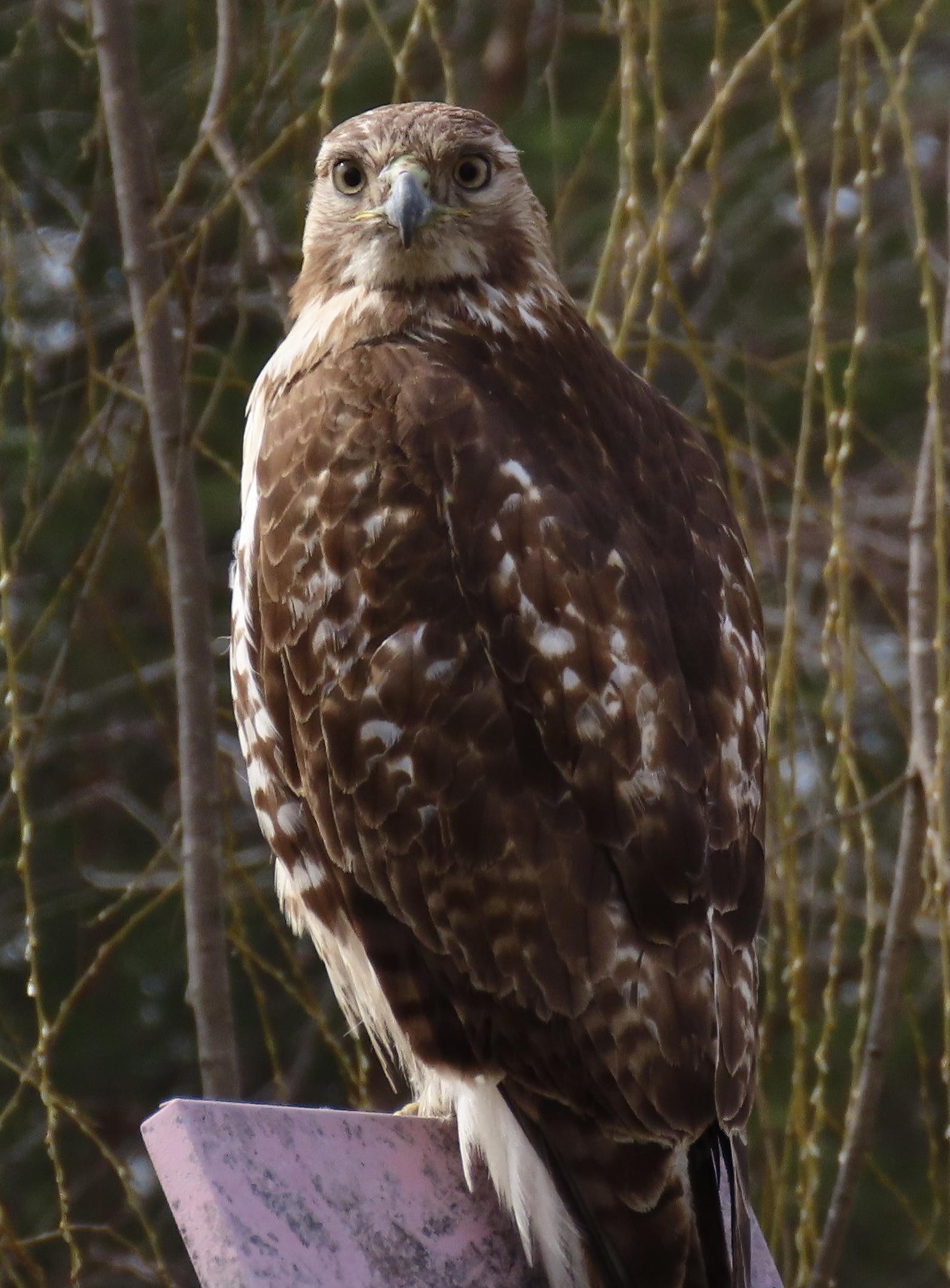 Red Tail spending a little time in our yard | Scrolller