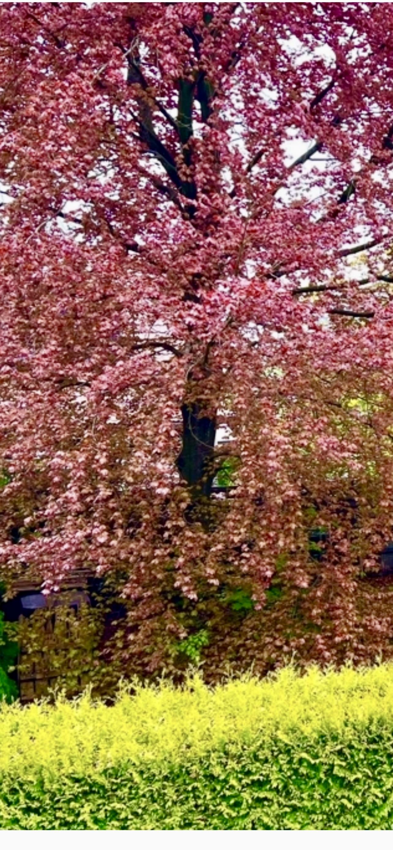 Red european beech | Scrolller