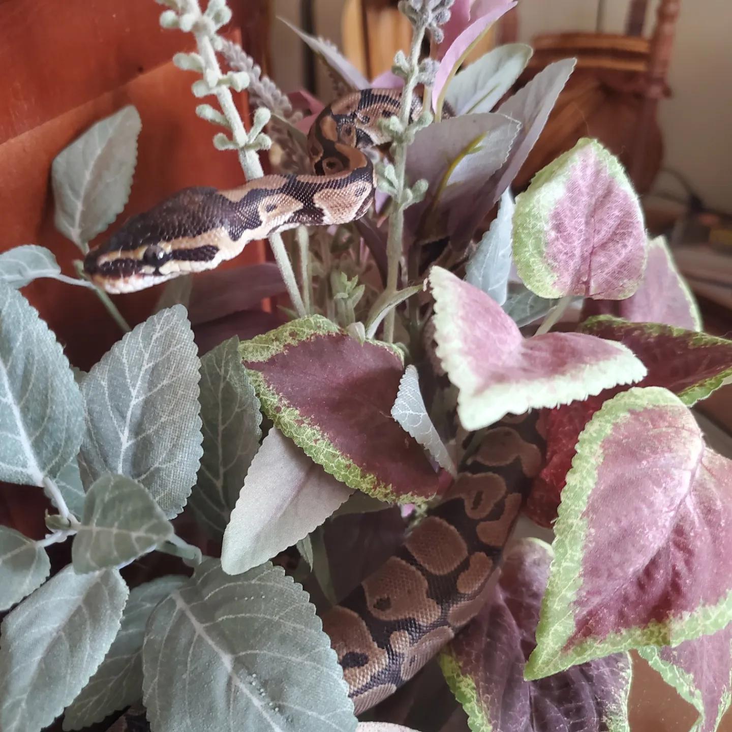 [OC] My ball python, Halli, exploring a fake plant then thanking me | Scrolller