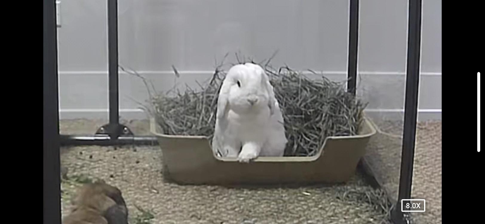 Your majesty… | Scrolller