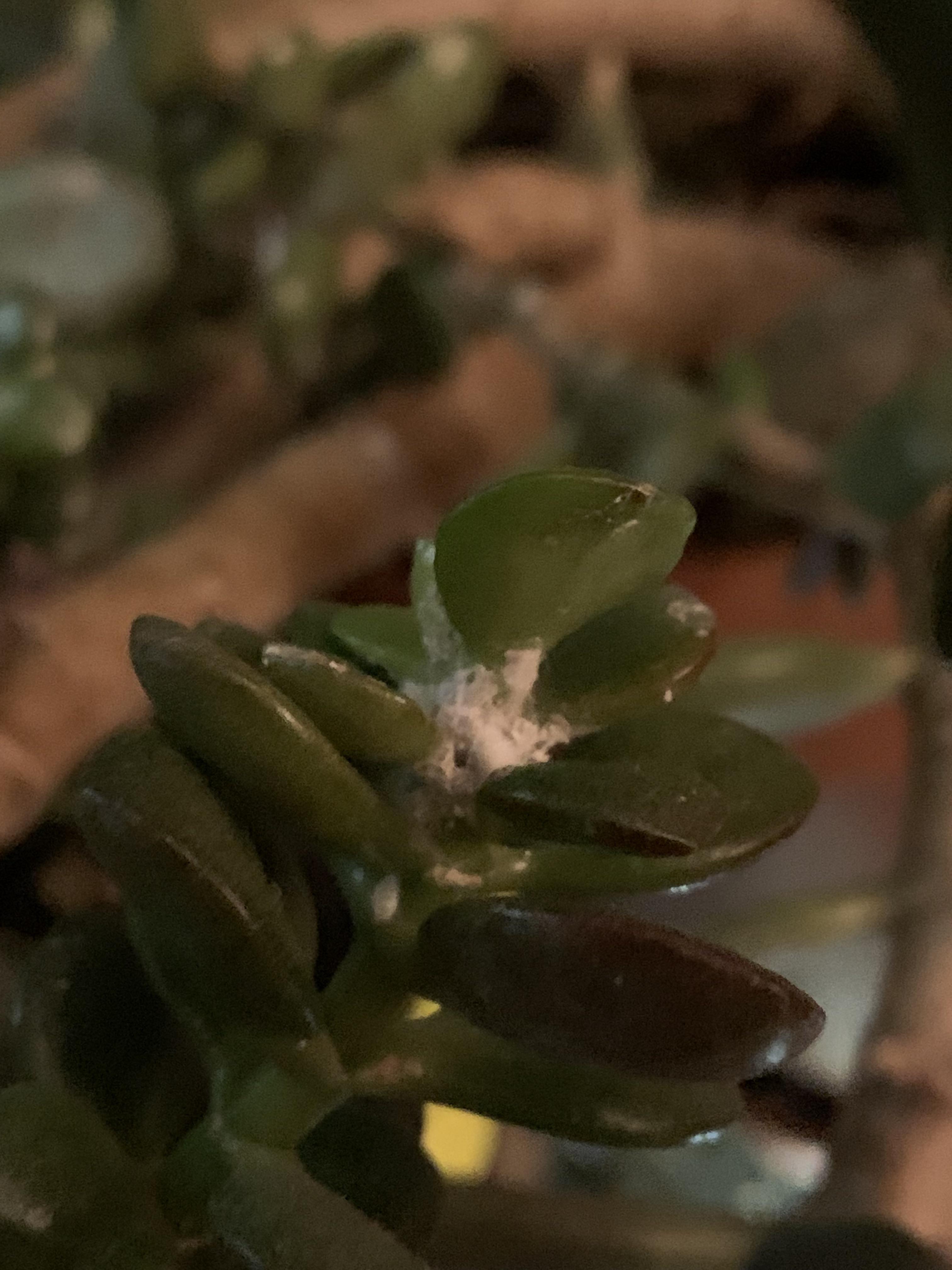 What’s wrong with my jade? Powdery mildew? | Scrolller