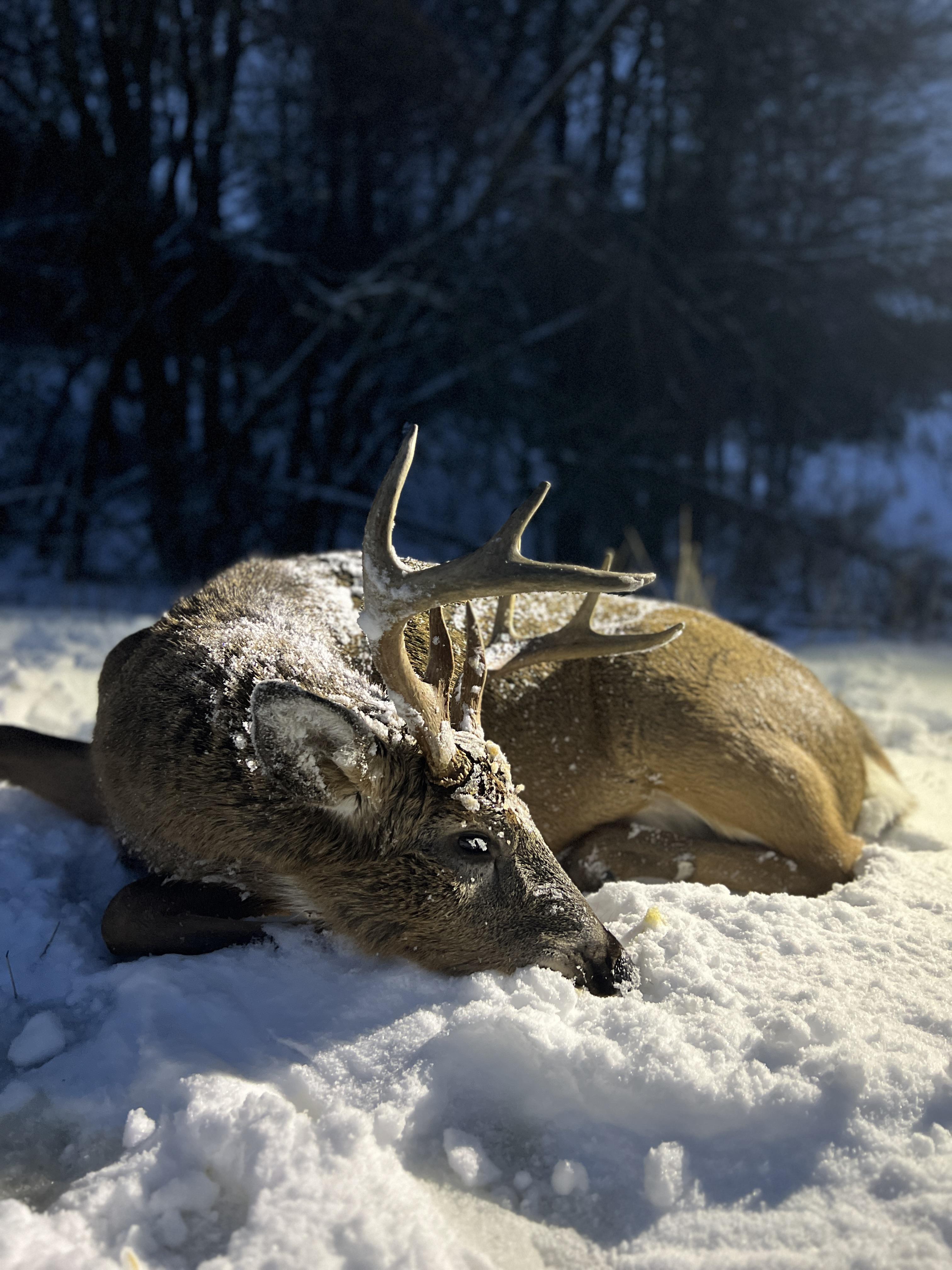 My First whitetail buck. Shot in southern Finland with 300wm. | Scrolller