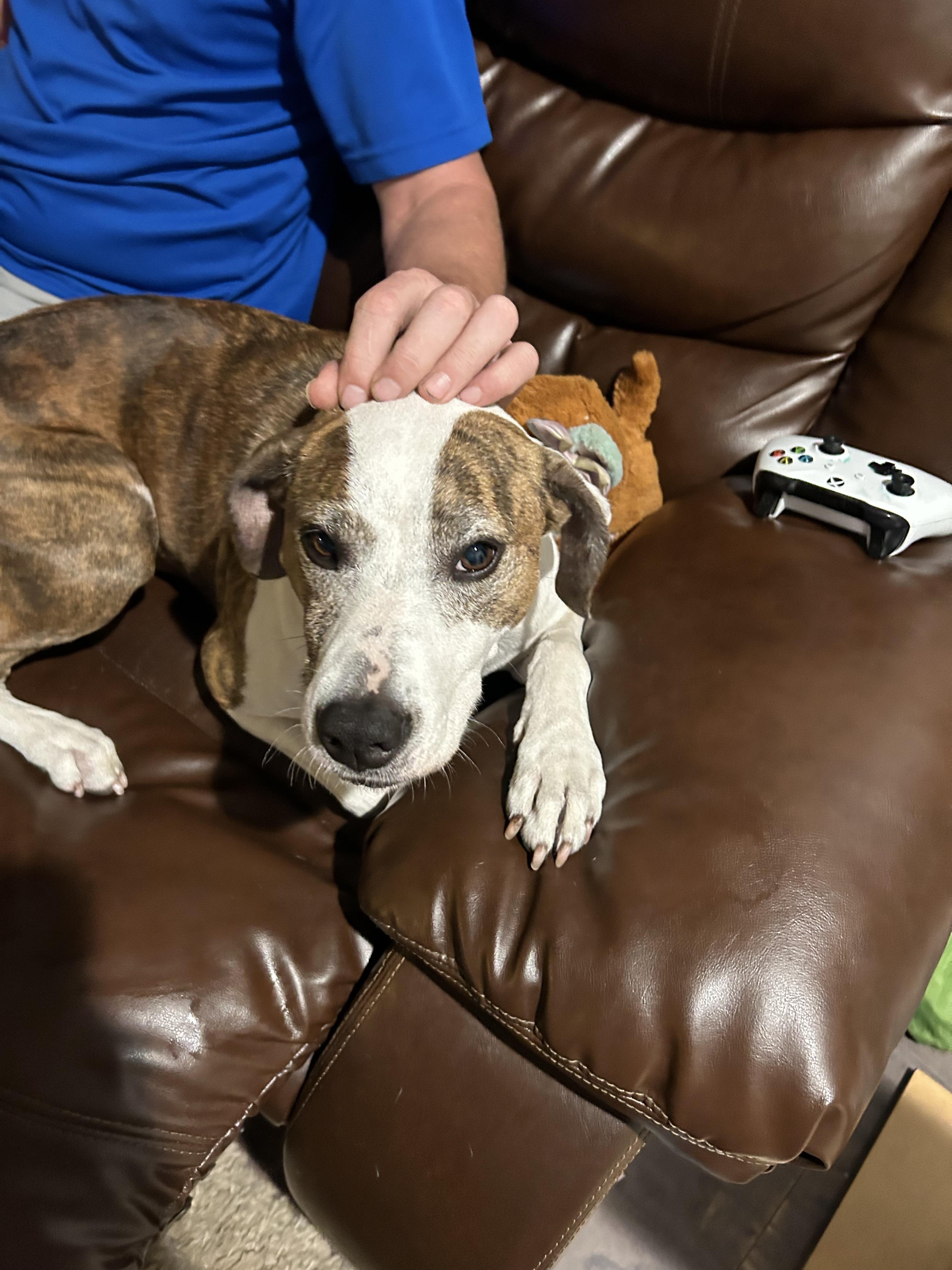 My doggo Ladybug | Scrolller