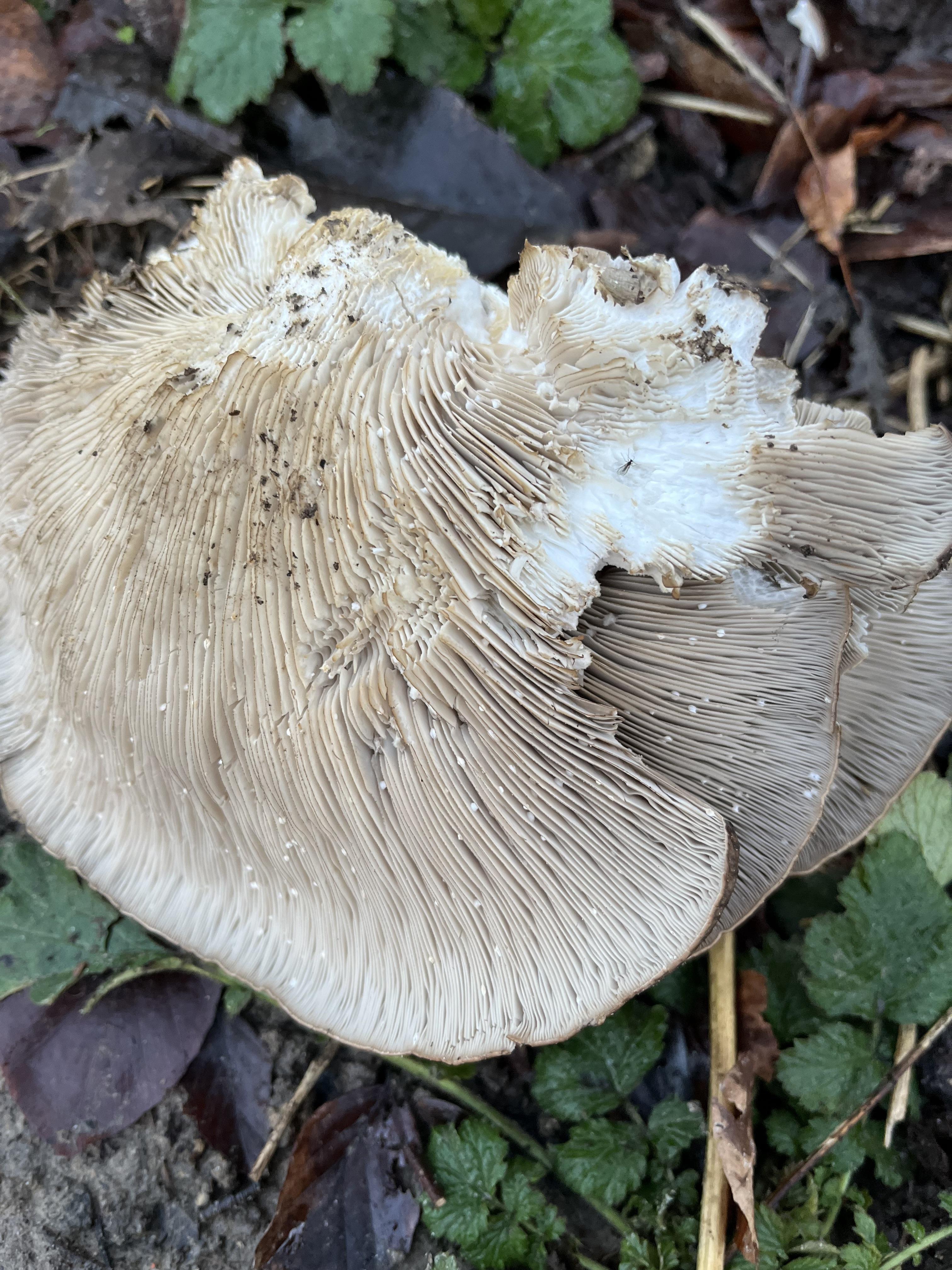 Are these oyster mushrooms? | Scrolller