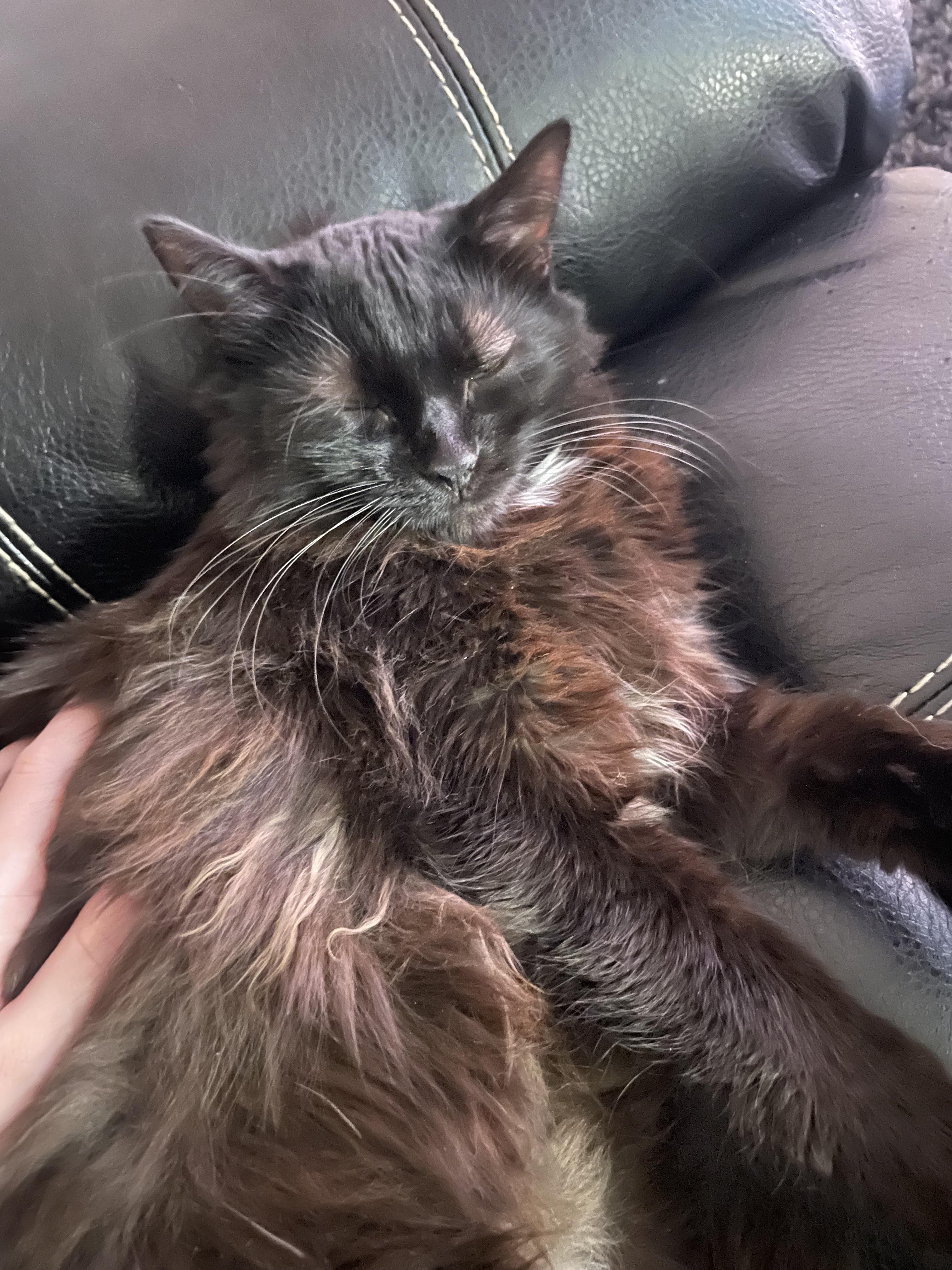 Meet my kitten! | Scrolller