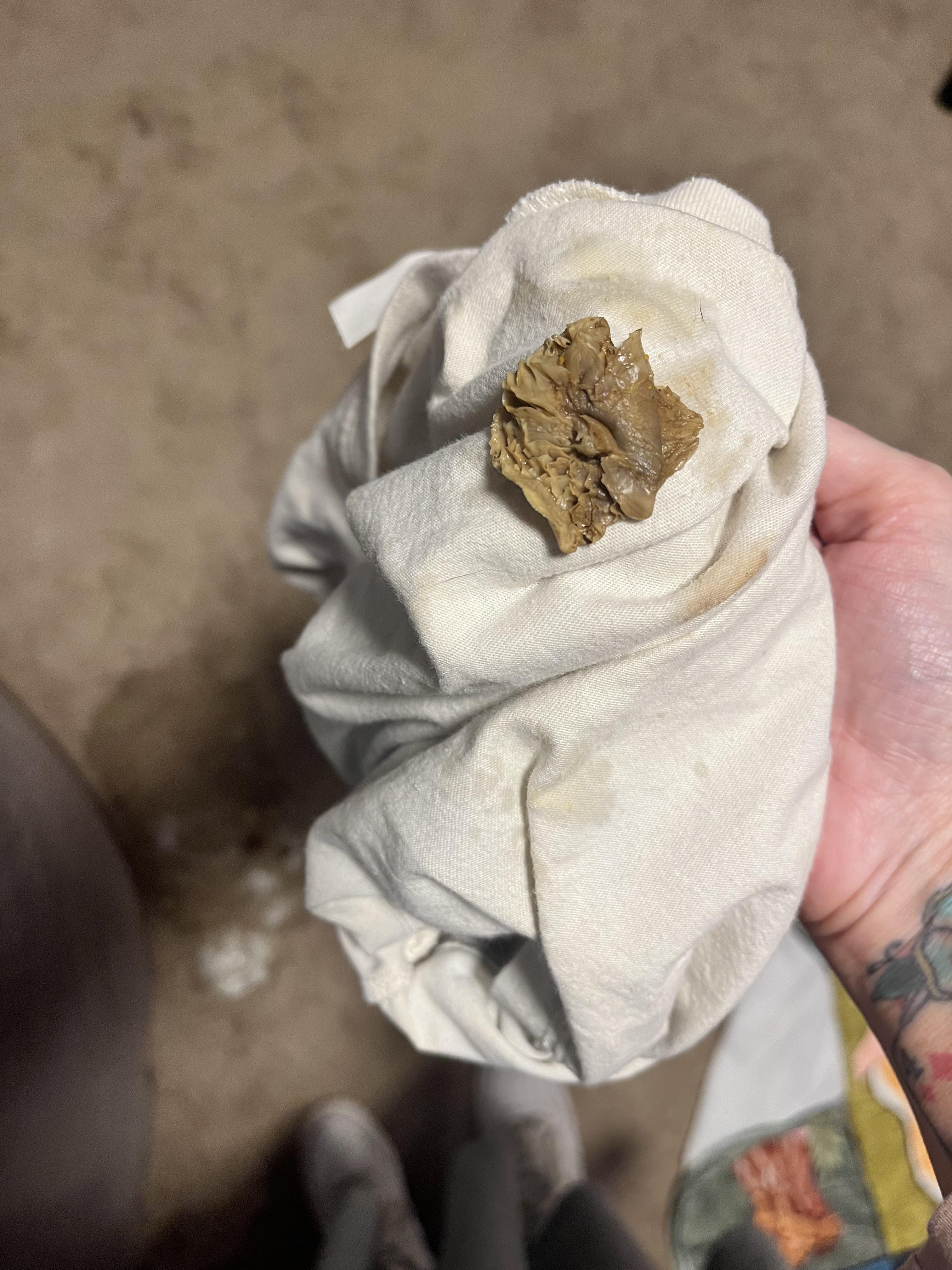 Dog is vomiting mushrooms | Scrolller