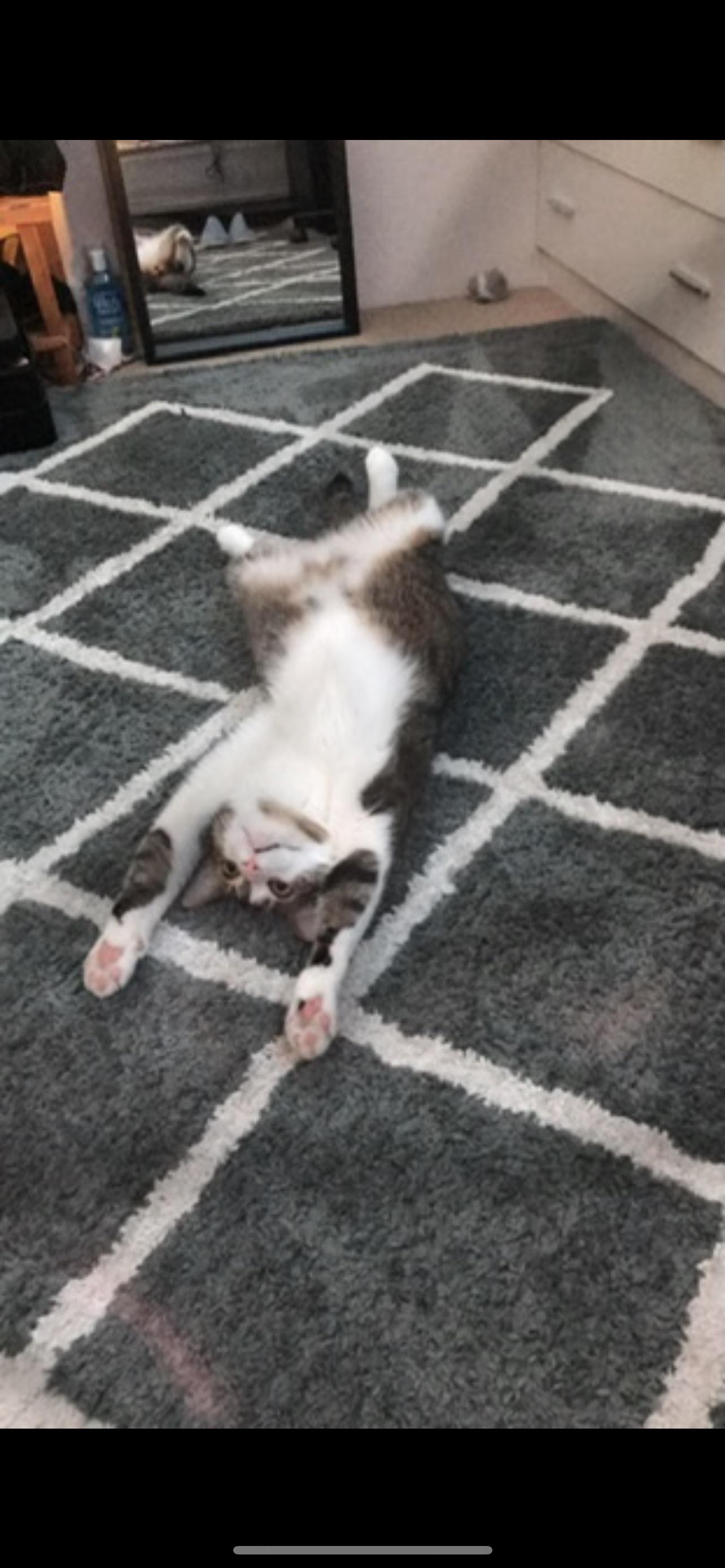 Belly compilation!! | Scrolller