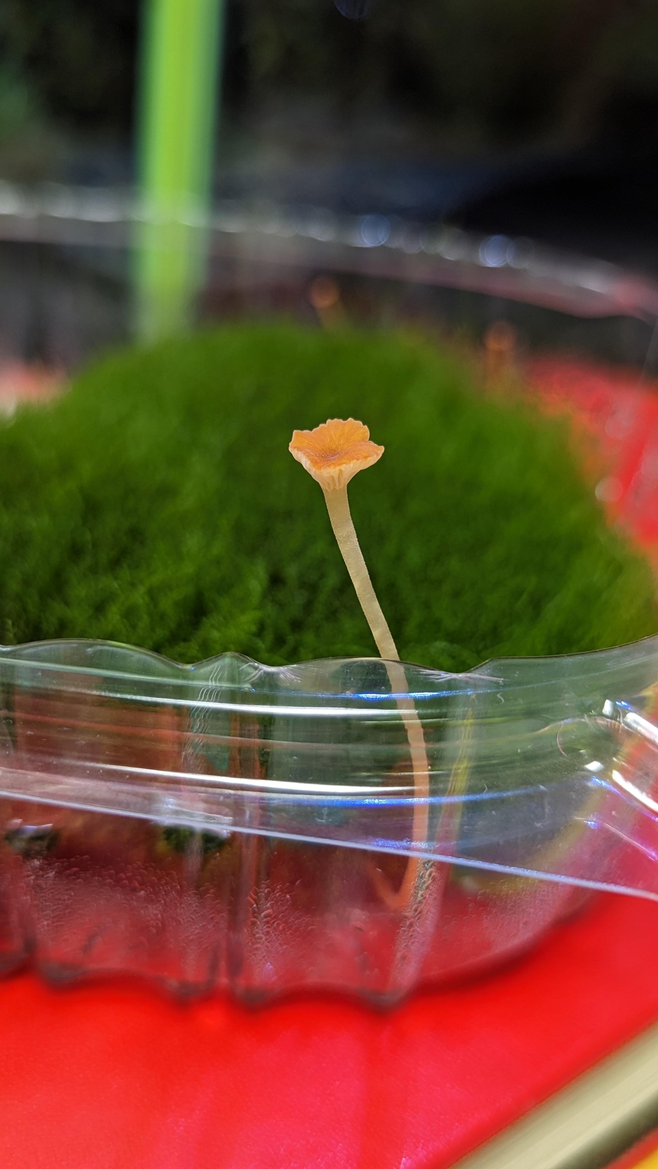 Mushroom? | Scrolller