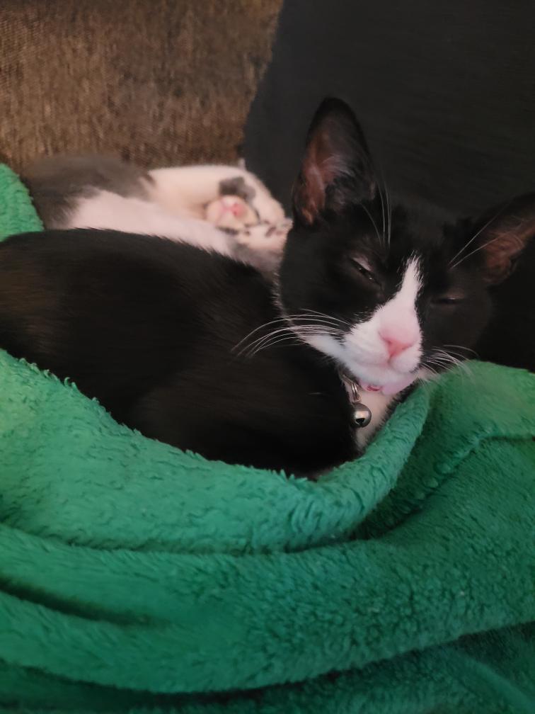 Two sleepy tuxedo girls | Scrolller