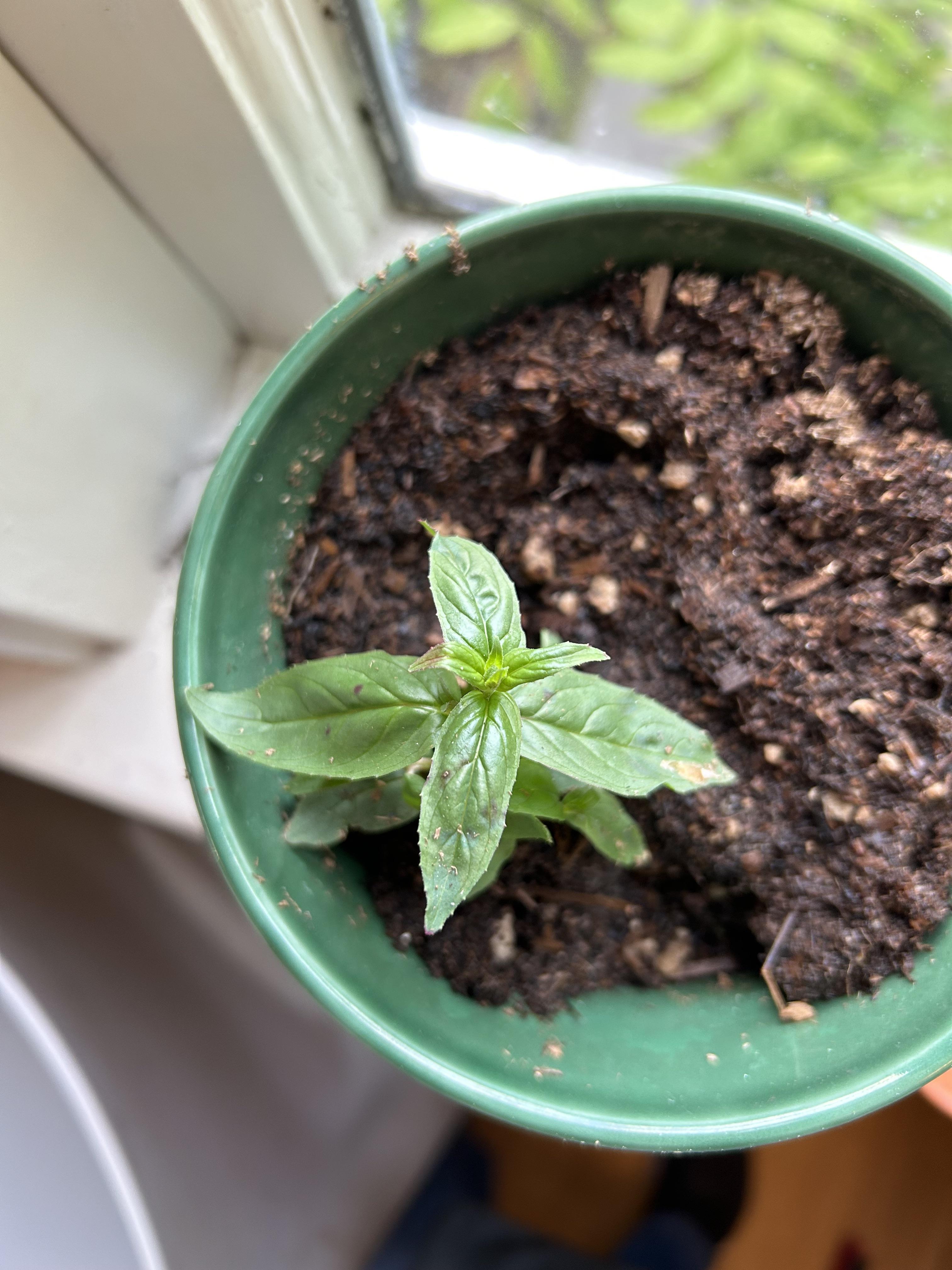 Surprise Plant! | Scrolller