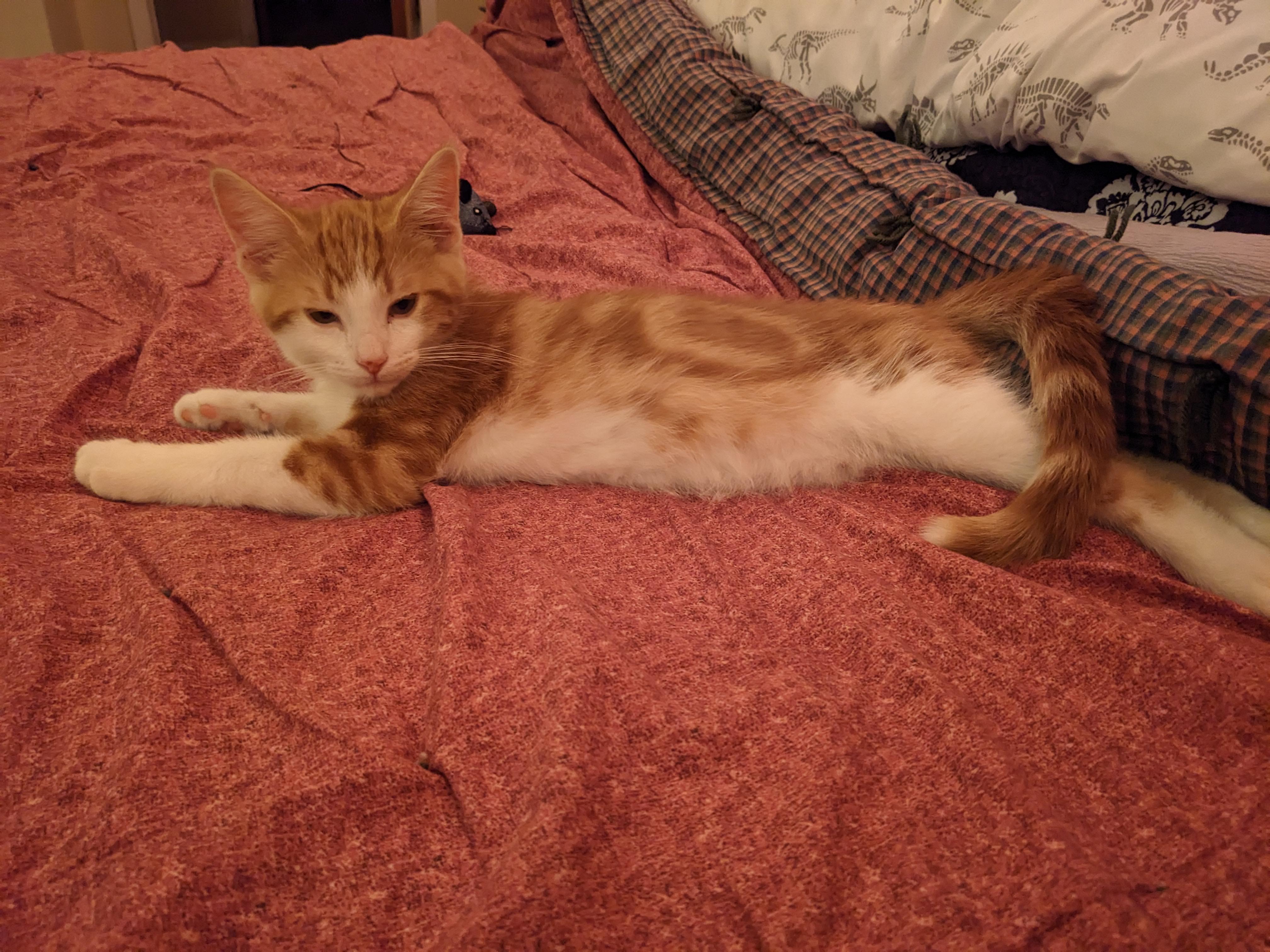 Discover more like Catbellies: Indecent!! and Related Content | Scrolller