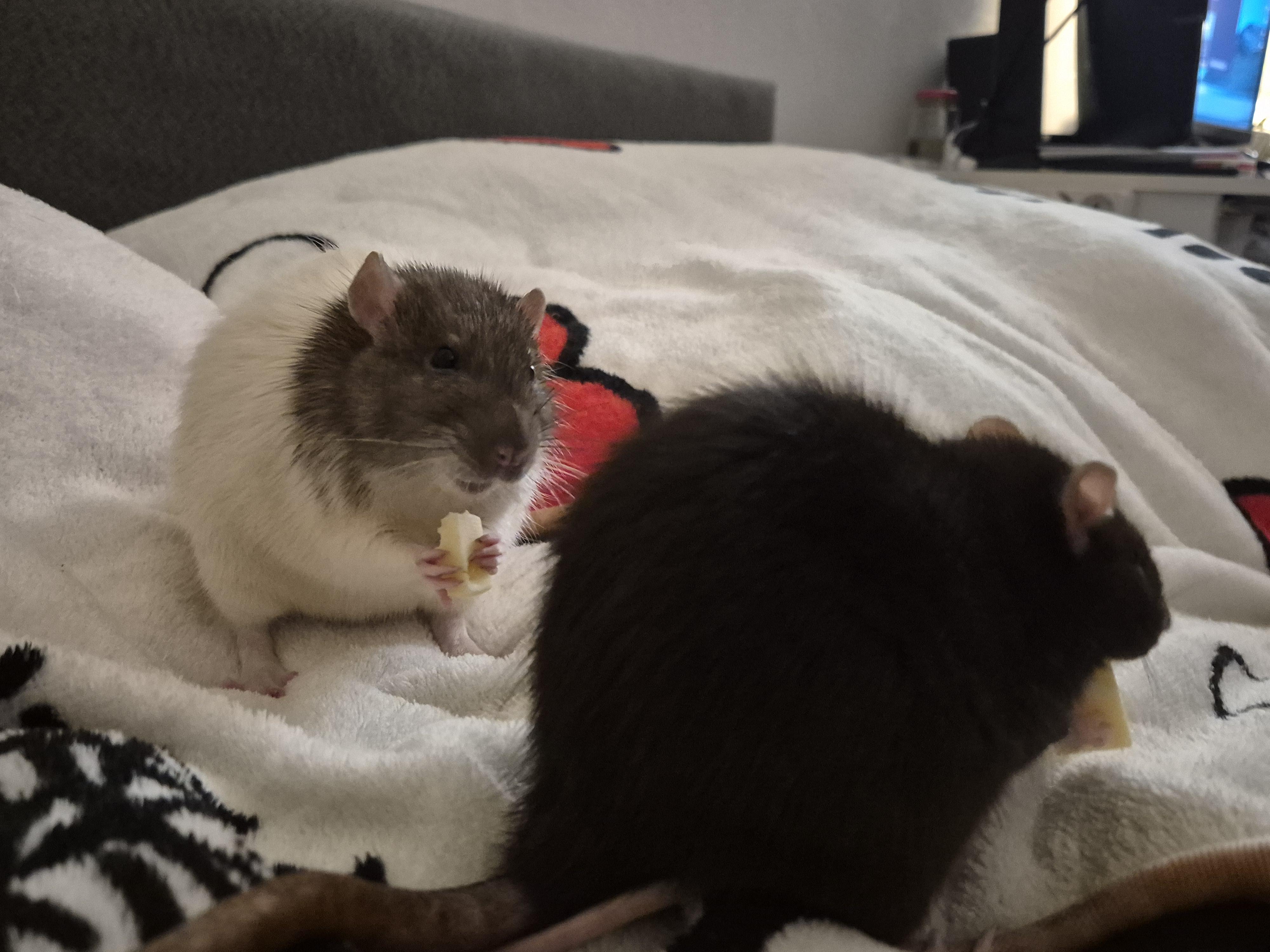 Complete silence. Its cheese-time ♥️🧀🐀 | Scrolller