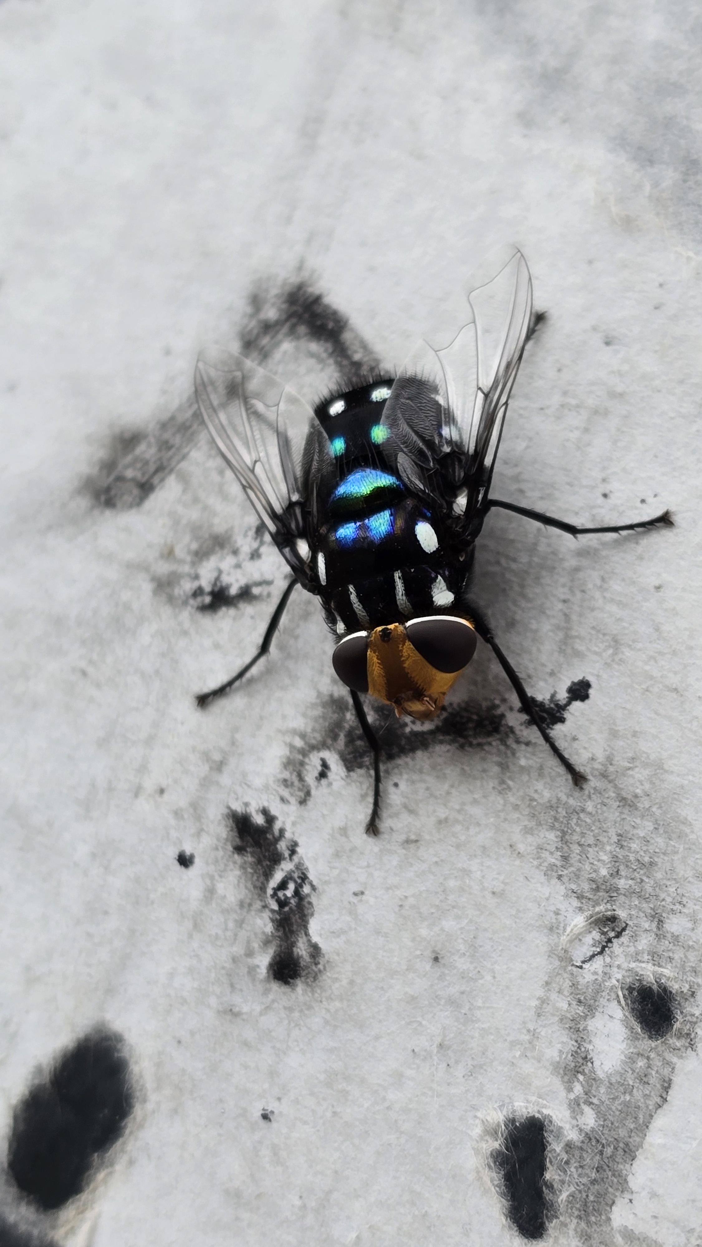 Is this a fly? | Scrolller