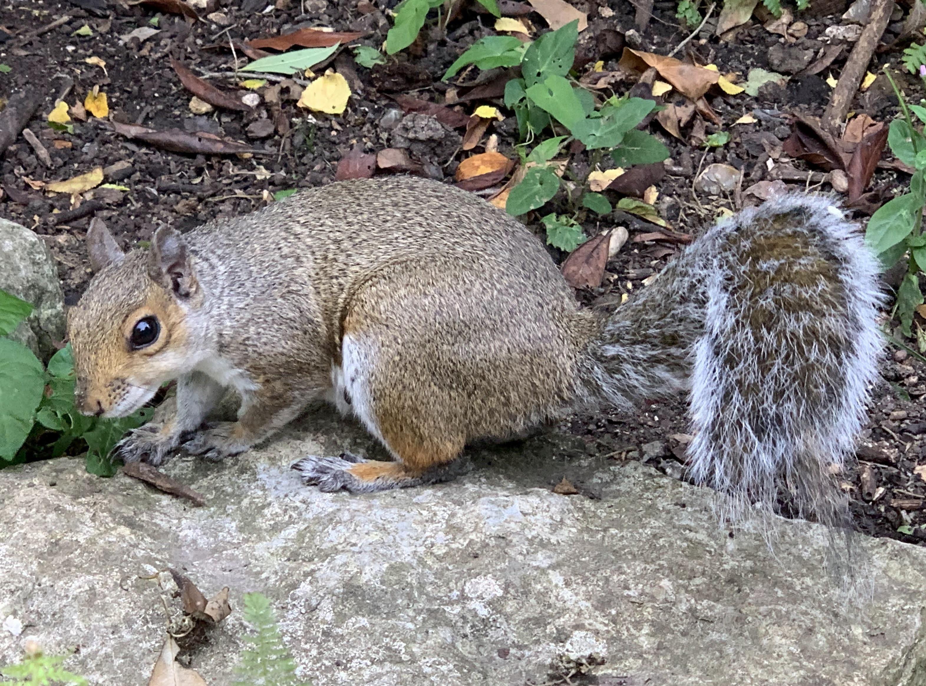 Discover more like Squirrels: Squirrels 🐿️ in the park and Related ...