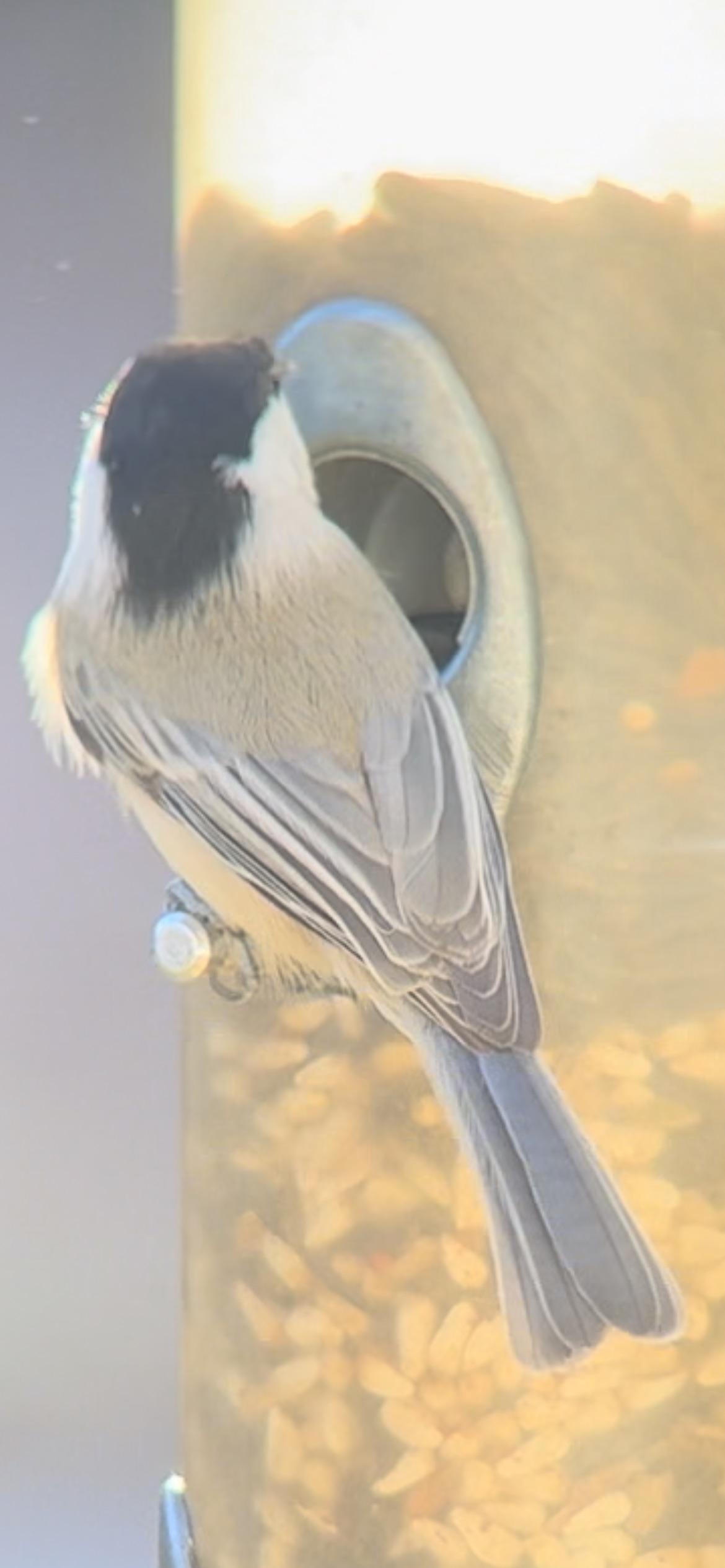 Chickadee, central KY in November | Scrolller