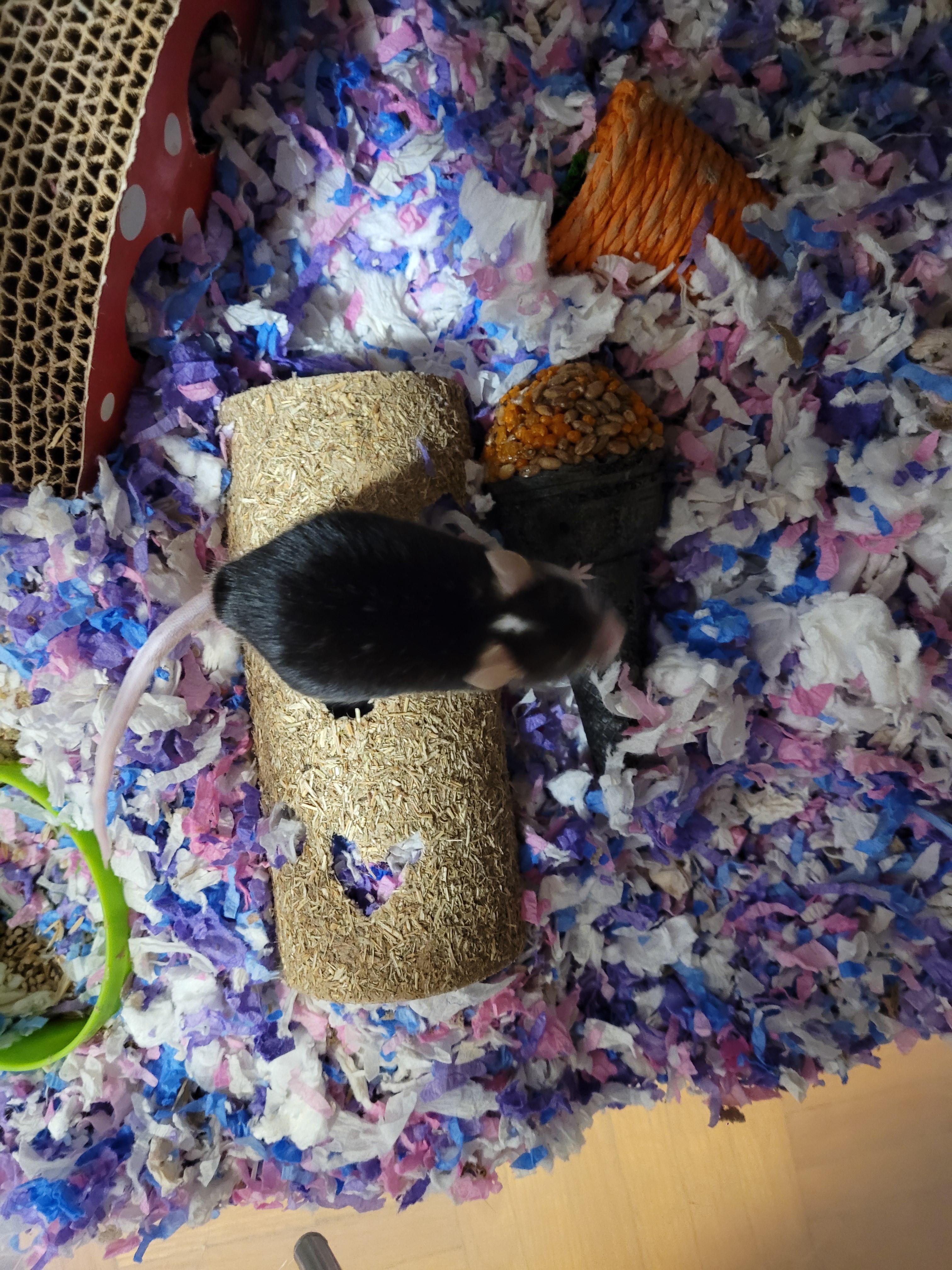 of course he moved as i took the pic! got this Halloween treat today for Jack :) | Scrolller