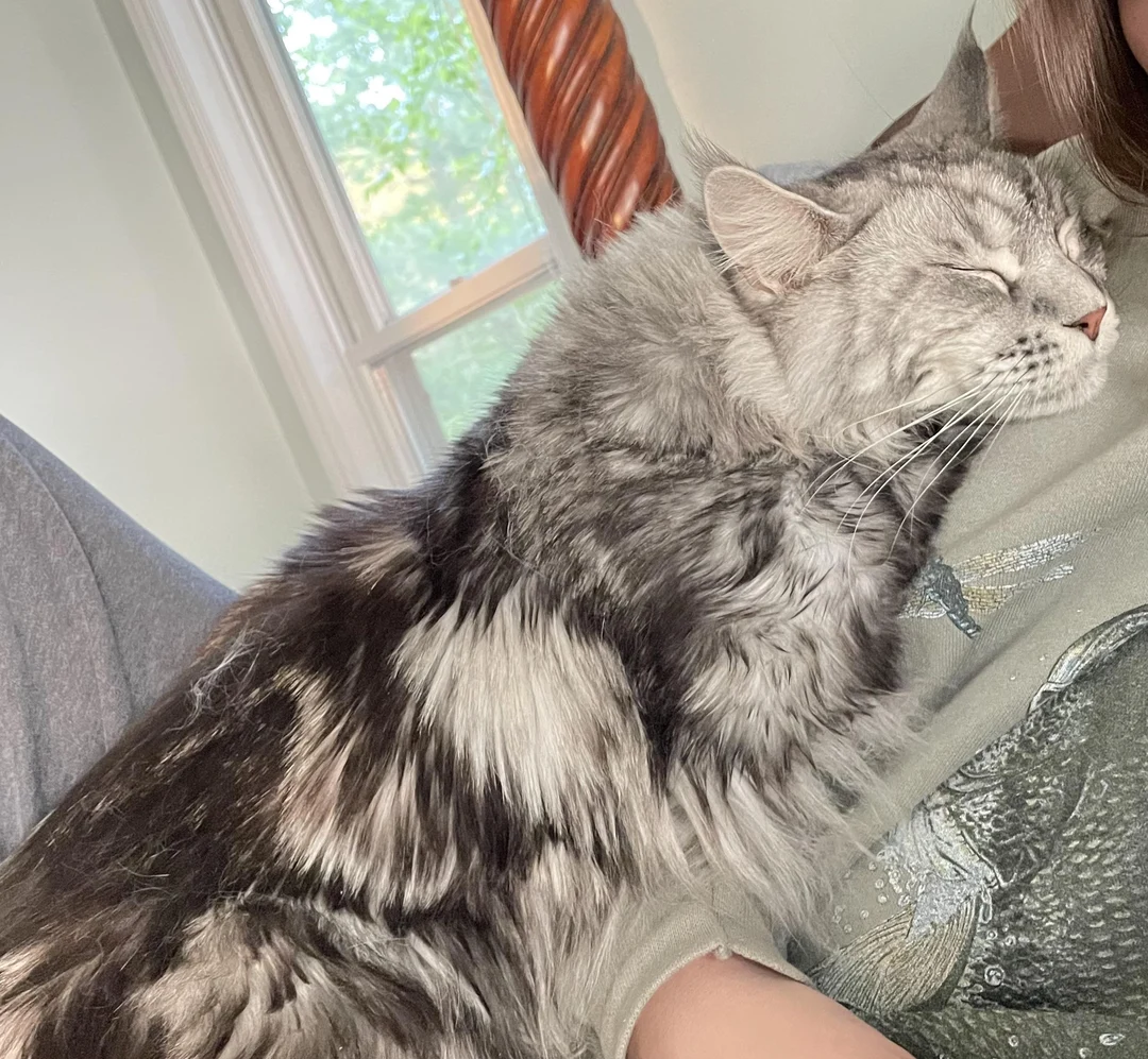 Sleepy guy | Scrolller