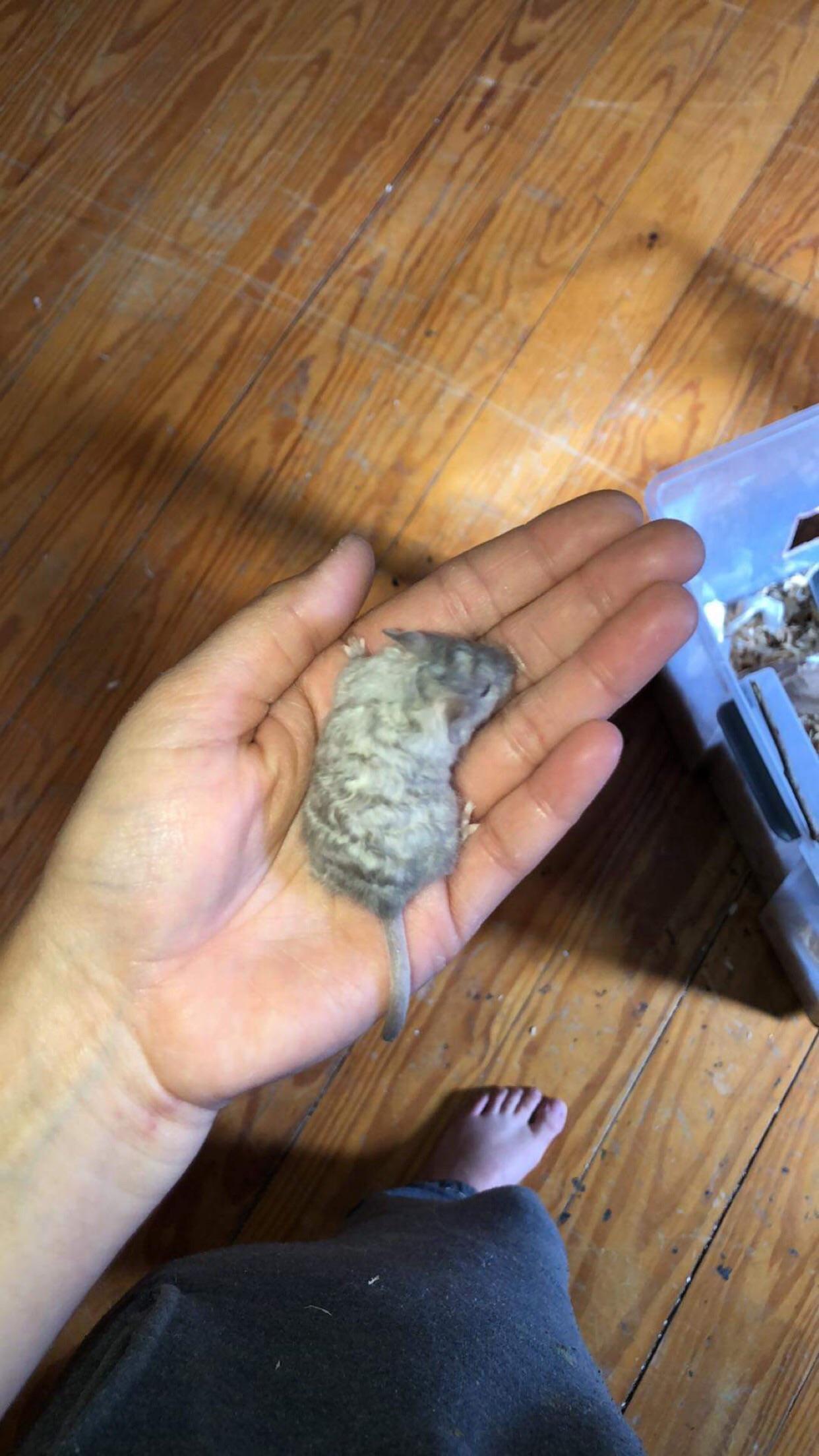 Little Lamb, From My First Ever Litter! | Scrolller