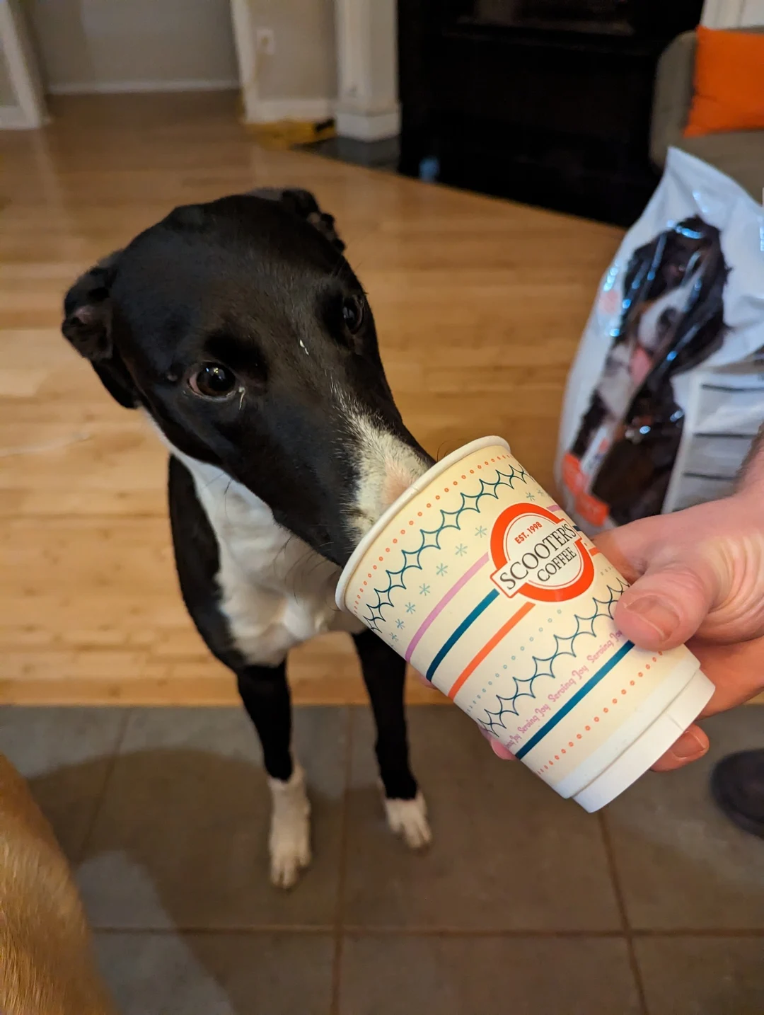 Scarlett enjoys "big dog" pup cups. | Scrolller