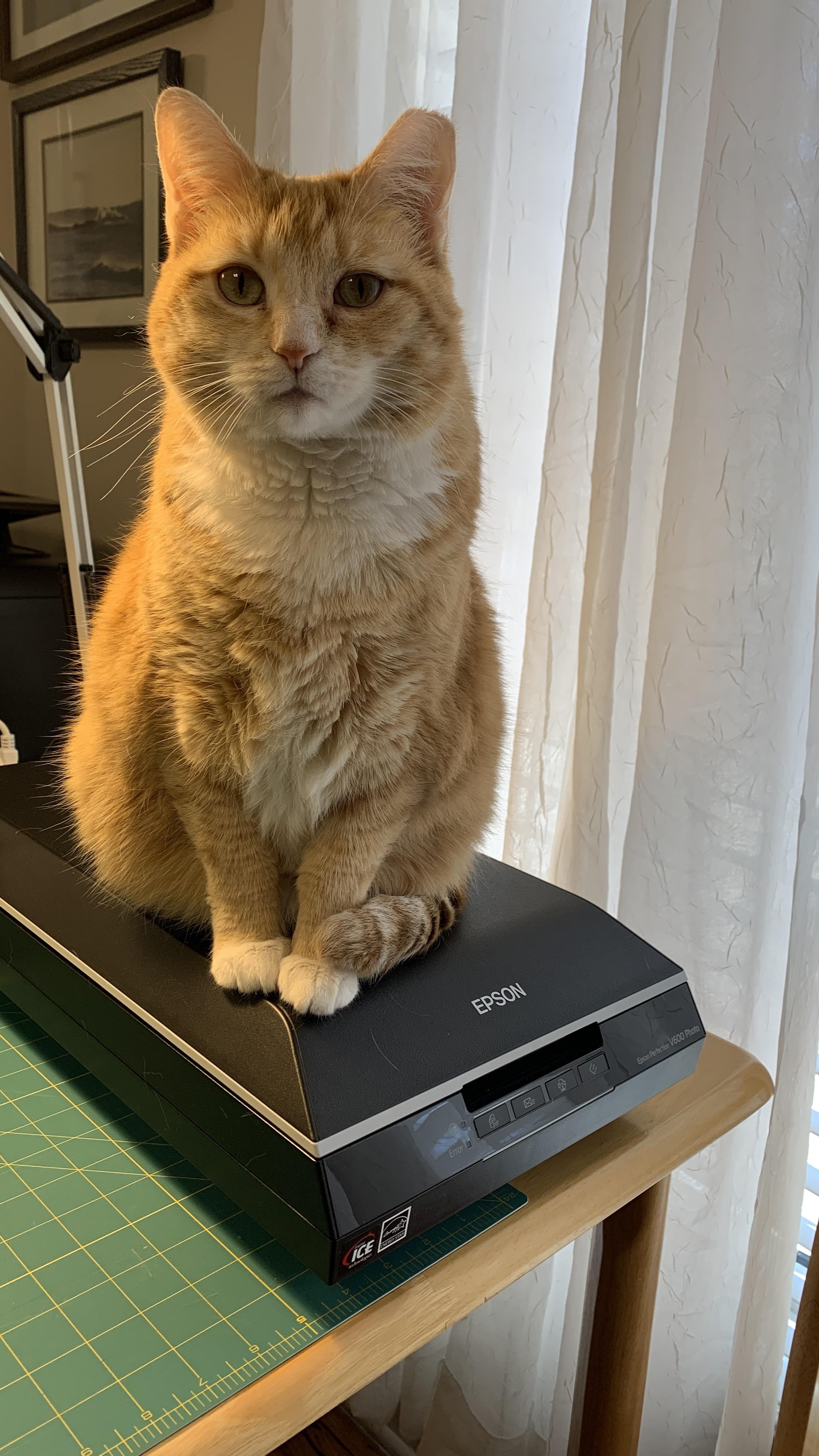 Just got my new cat scanner set up. | Scrolller