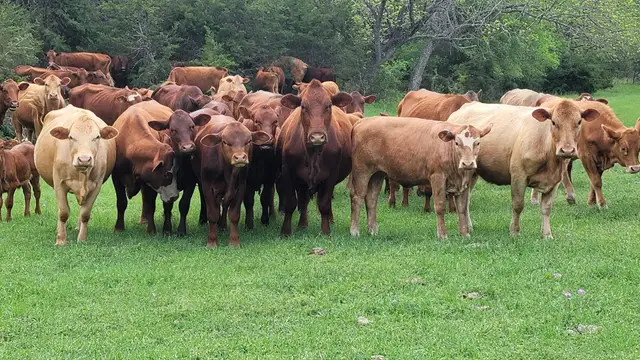 r/Texas is flooded with nothing but political and gun violence posts. Here's some cows for you ...