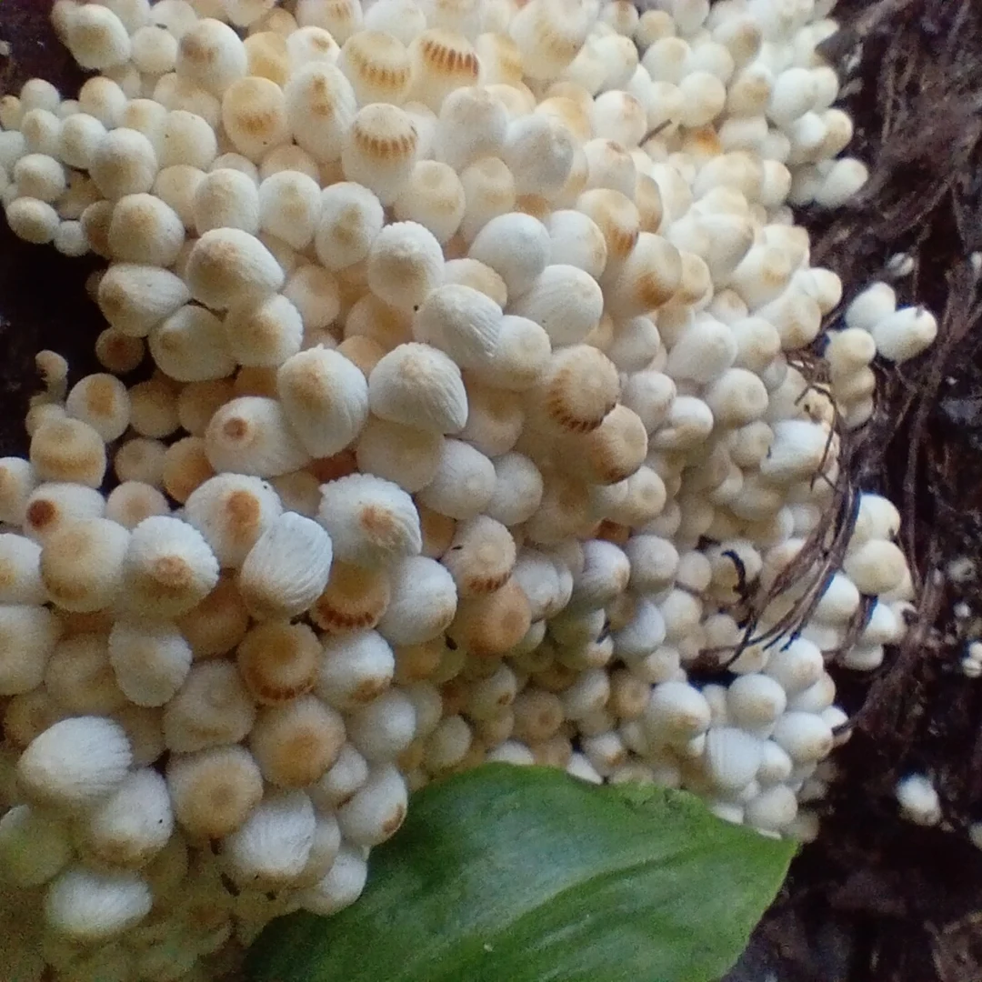 third time. | Scrolller