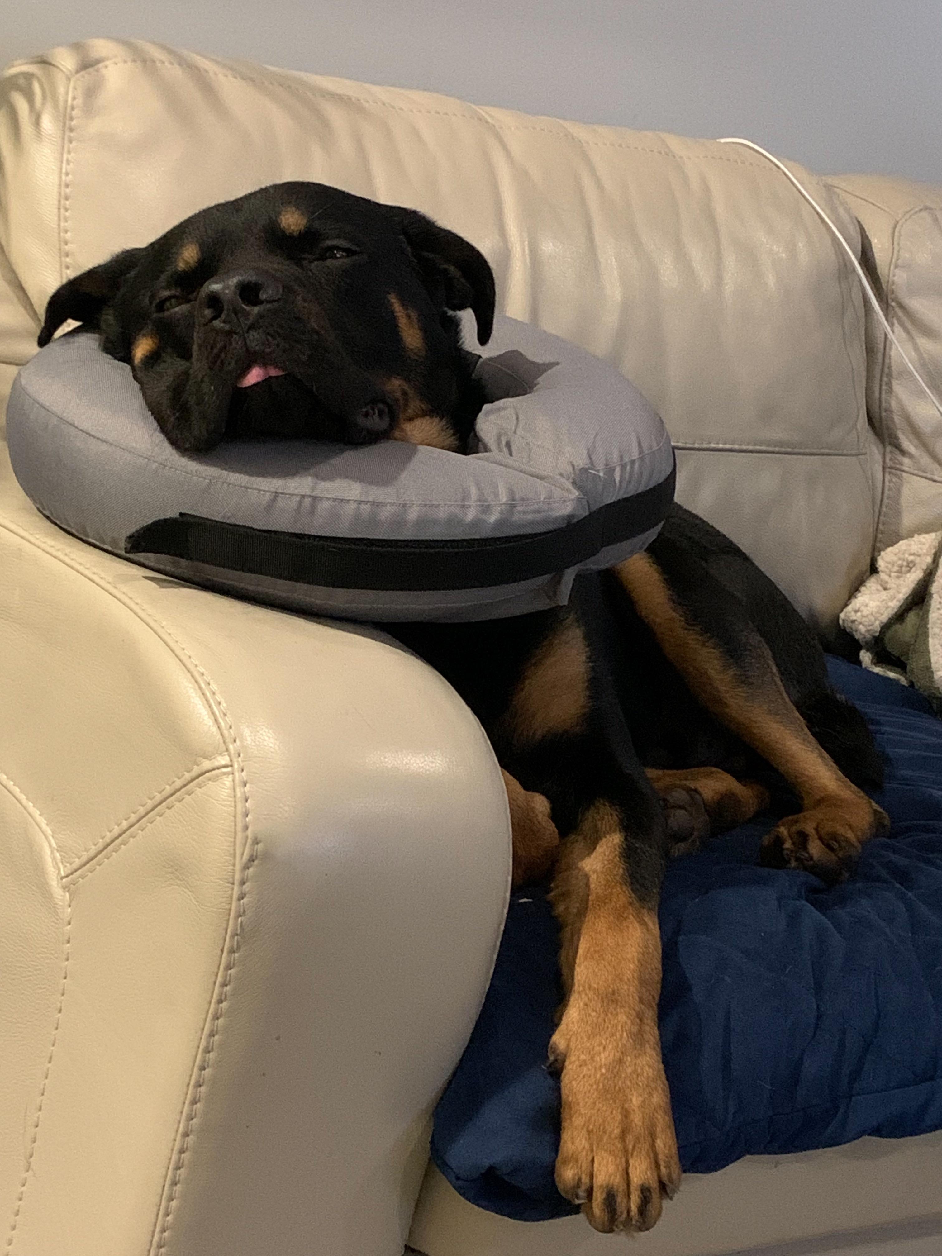 Snip snap, snip snap. Jake just lost the two things he loved to lick the most. Sorry bud ...